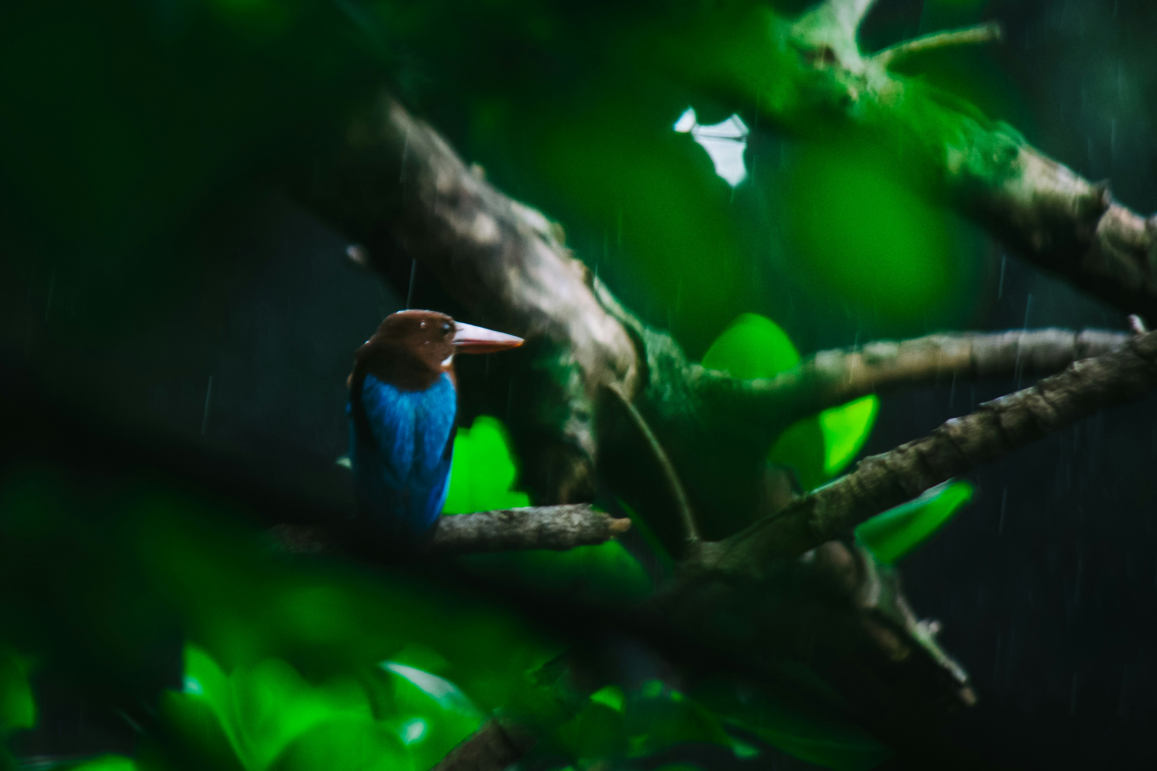 Colorful Kingfisher Perched Amid Rain-Drenched Foliage