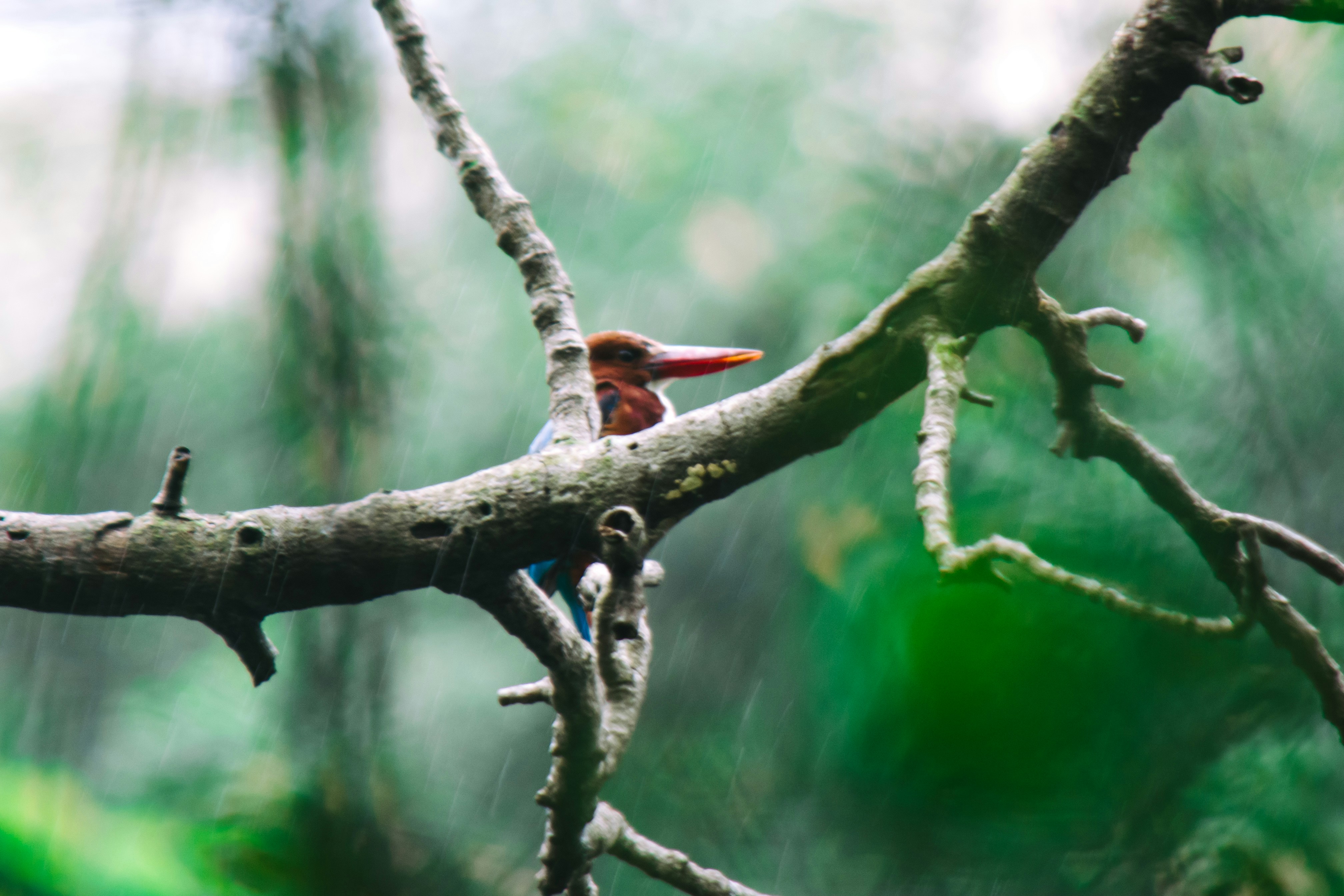 Small kingfisher perched on a mossy branch with a blurred green background, emphasizing the bird as the focal point. The scene appears natural and candid without obvious staging.