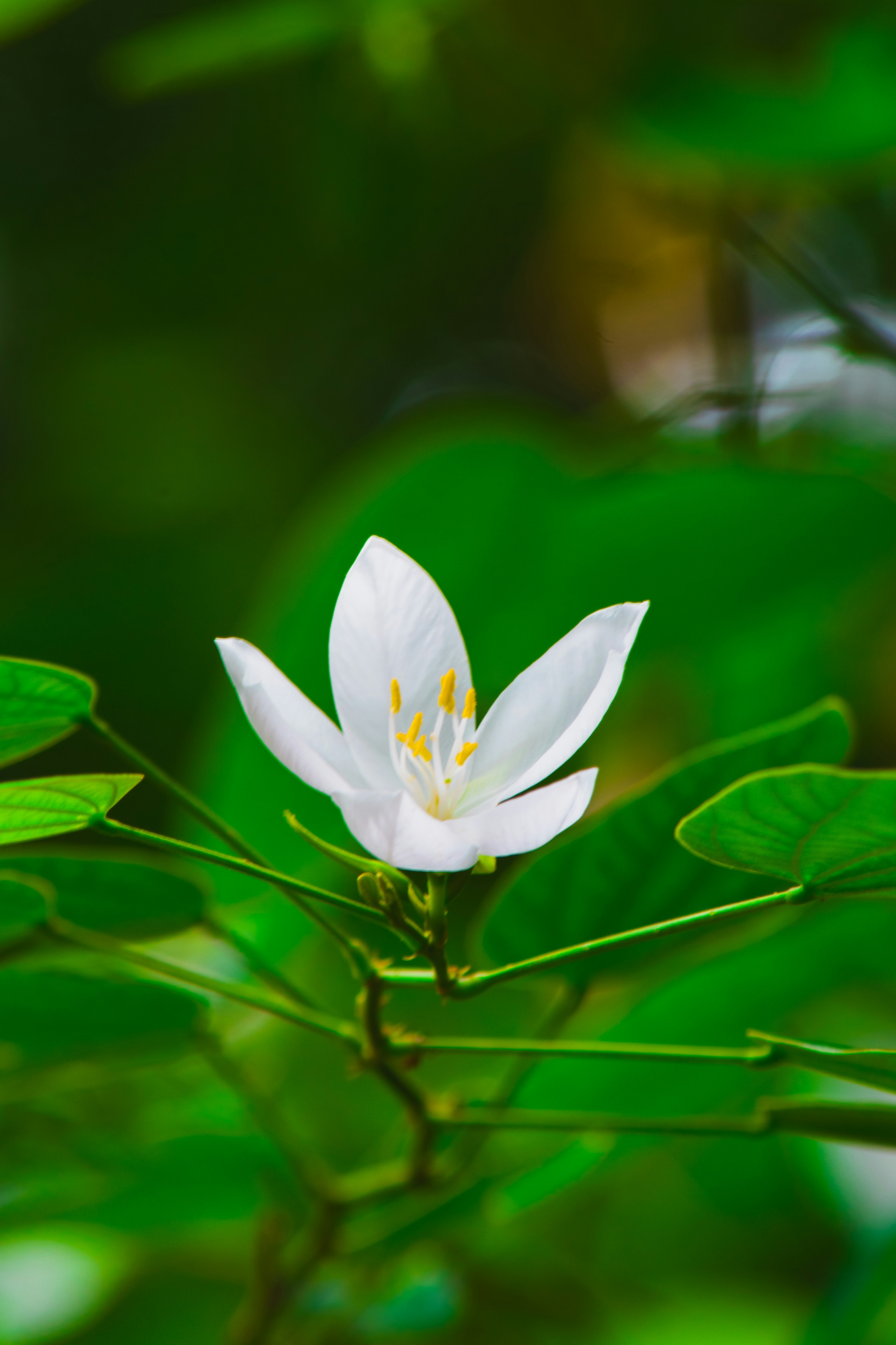 White Bloom Amid Emerald Green: A Quiet Petal Moment