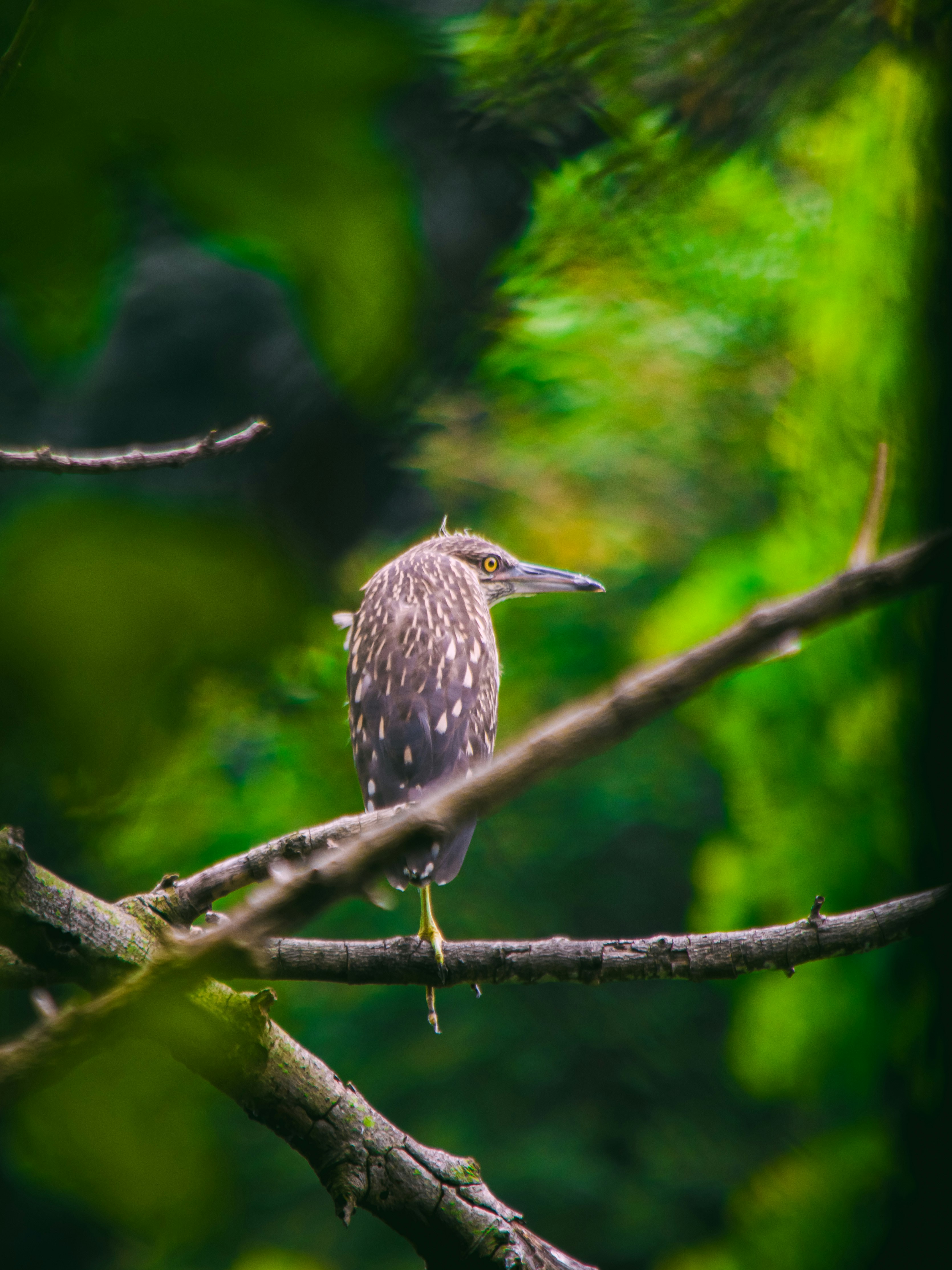 Streaked Heron on a Sunlit Branch