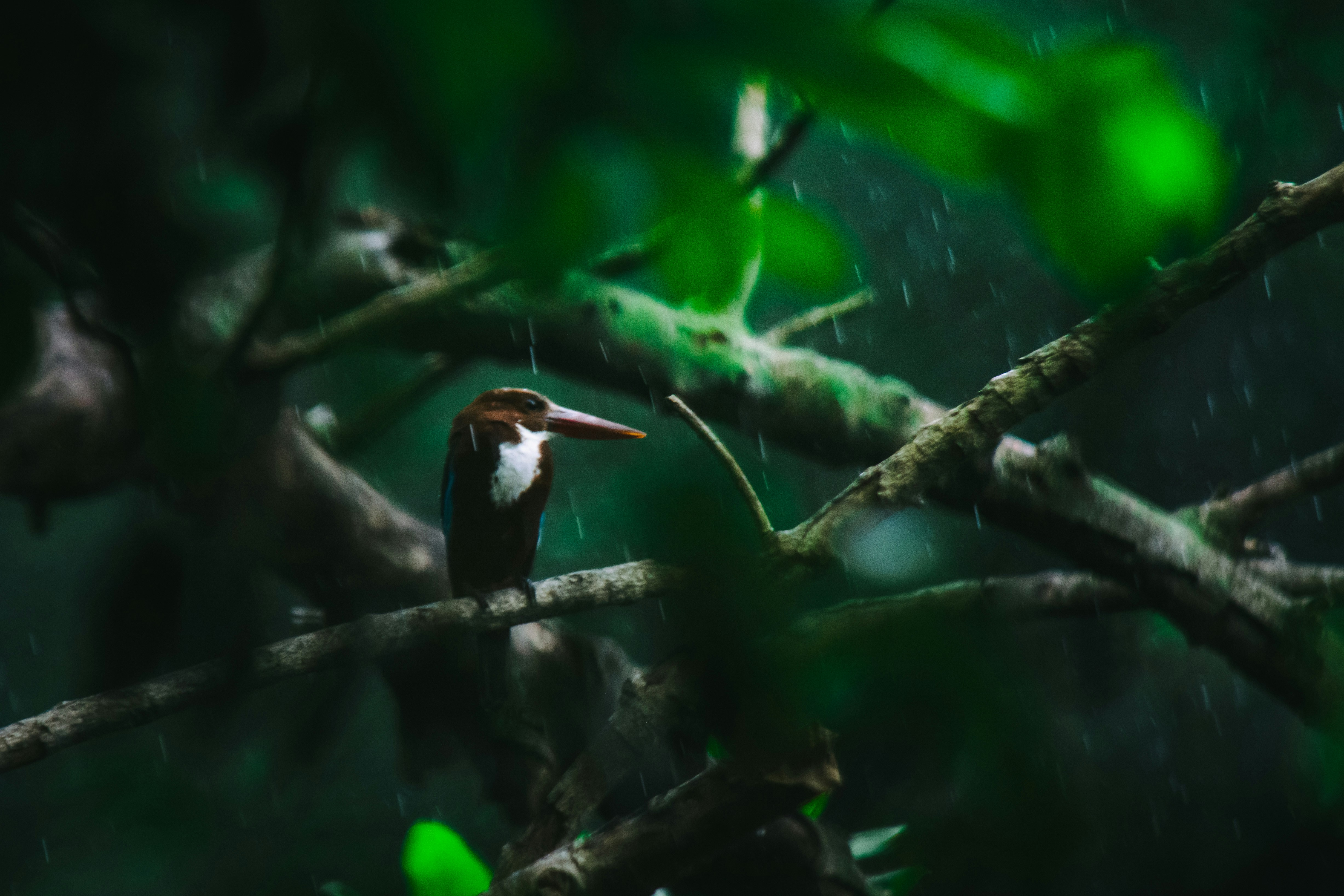 Rain-kissed Kingfisher Amid Mossy Branches