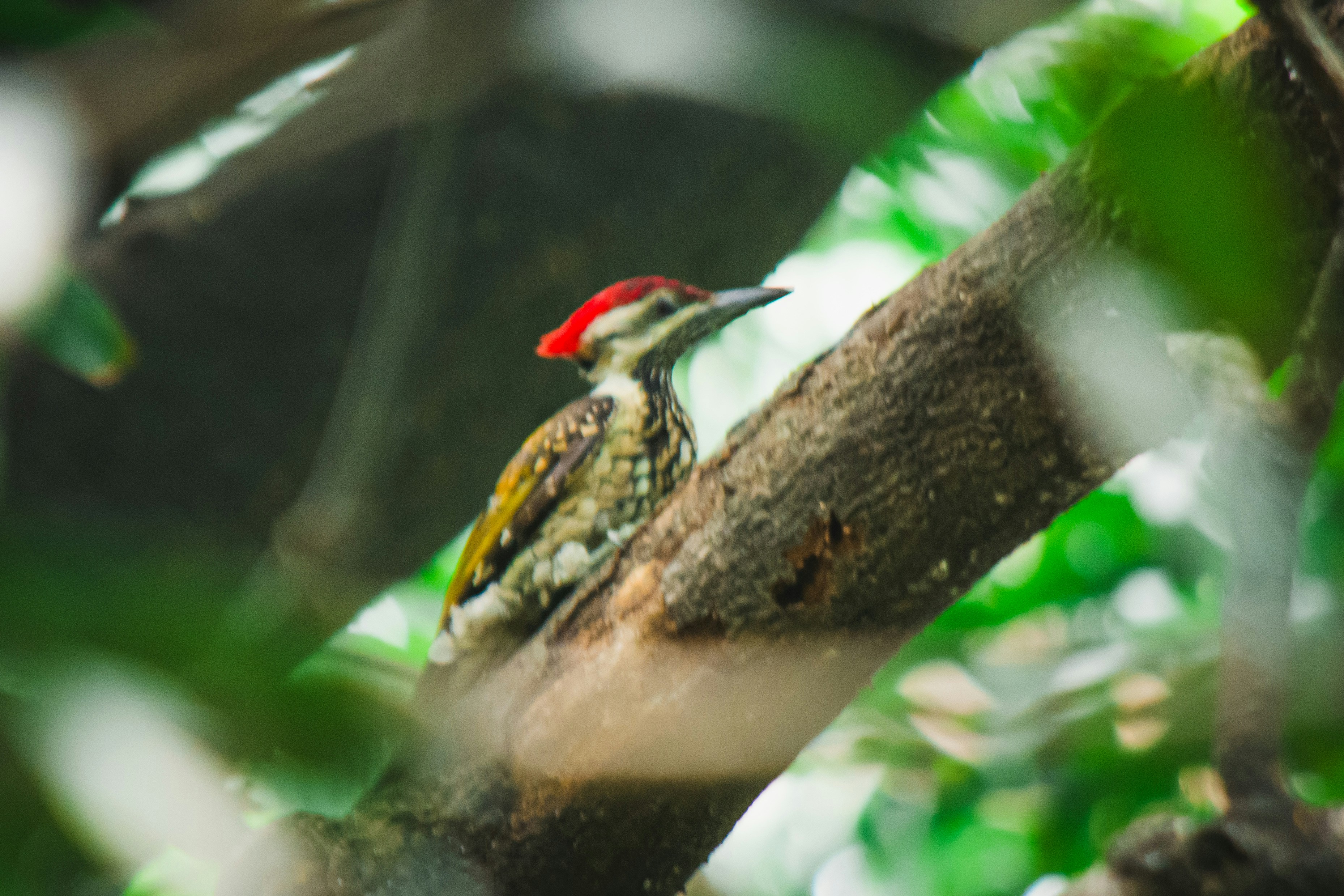 Red-crested Woodpecker Anchored on a Sunlit Branch