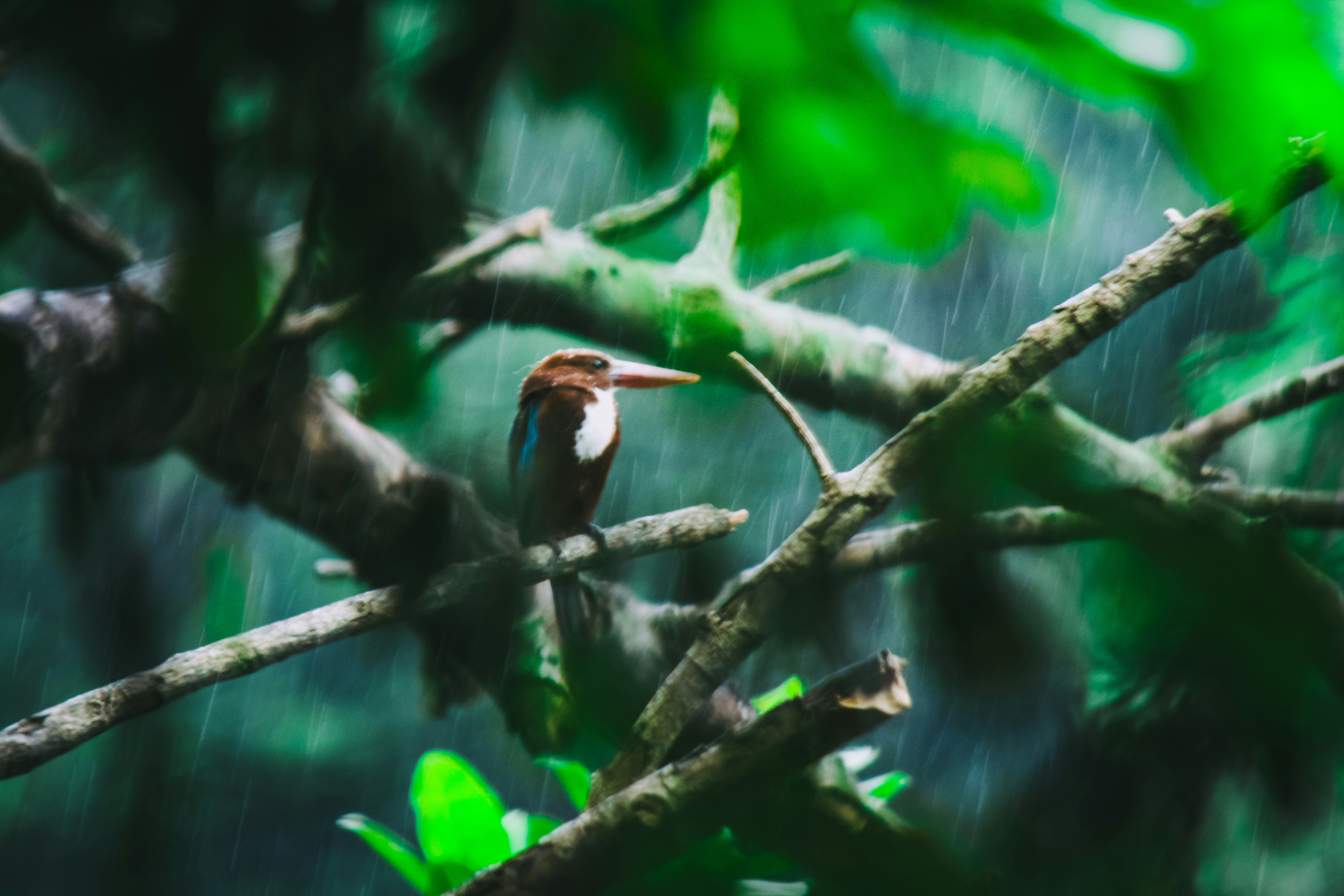 Kingfisher Amid Rainy Branches: a Moment of Focus in Green Glass
