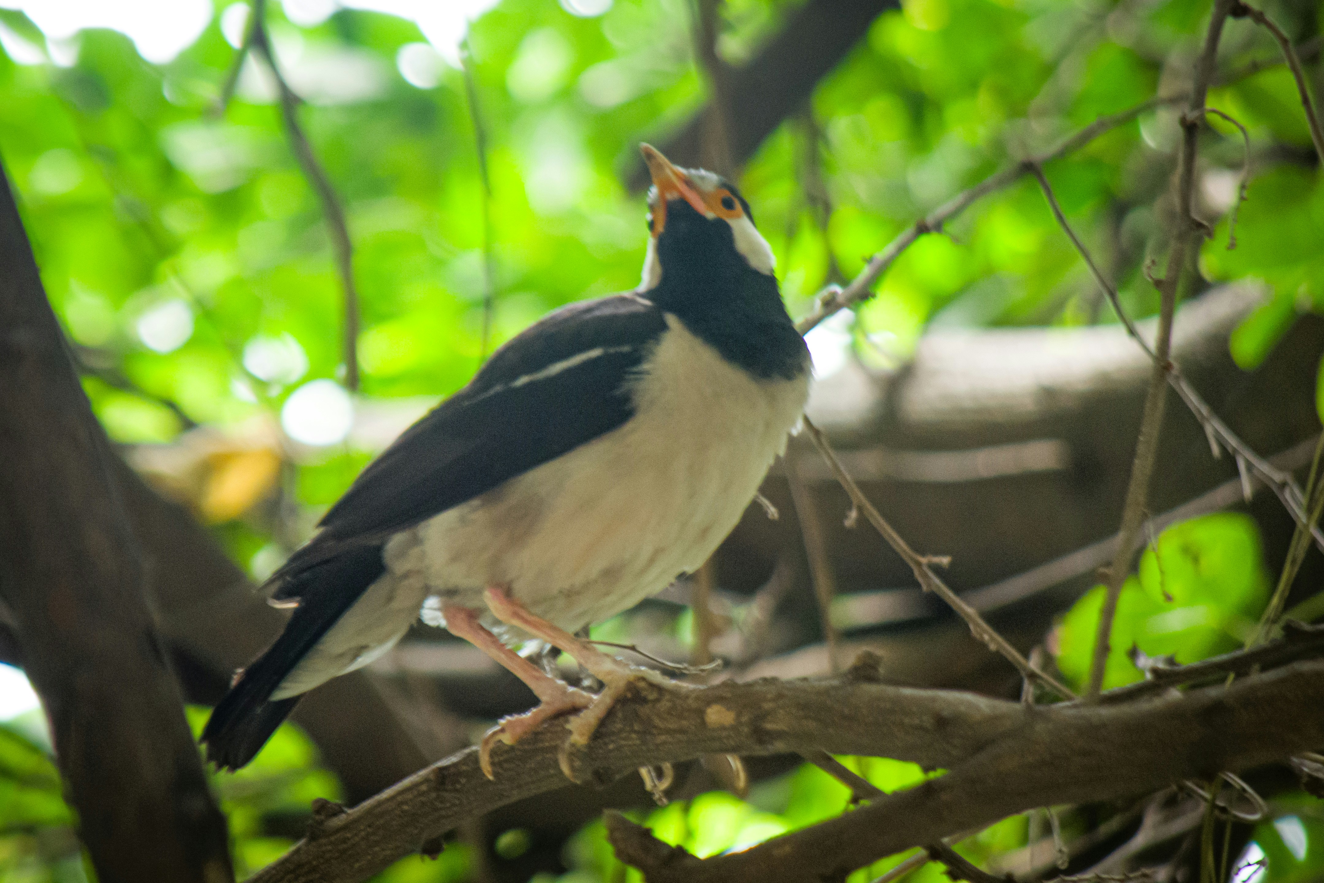 Songbird on a Branch: Dawn Call in the Green Canopy