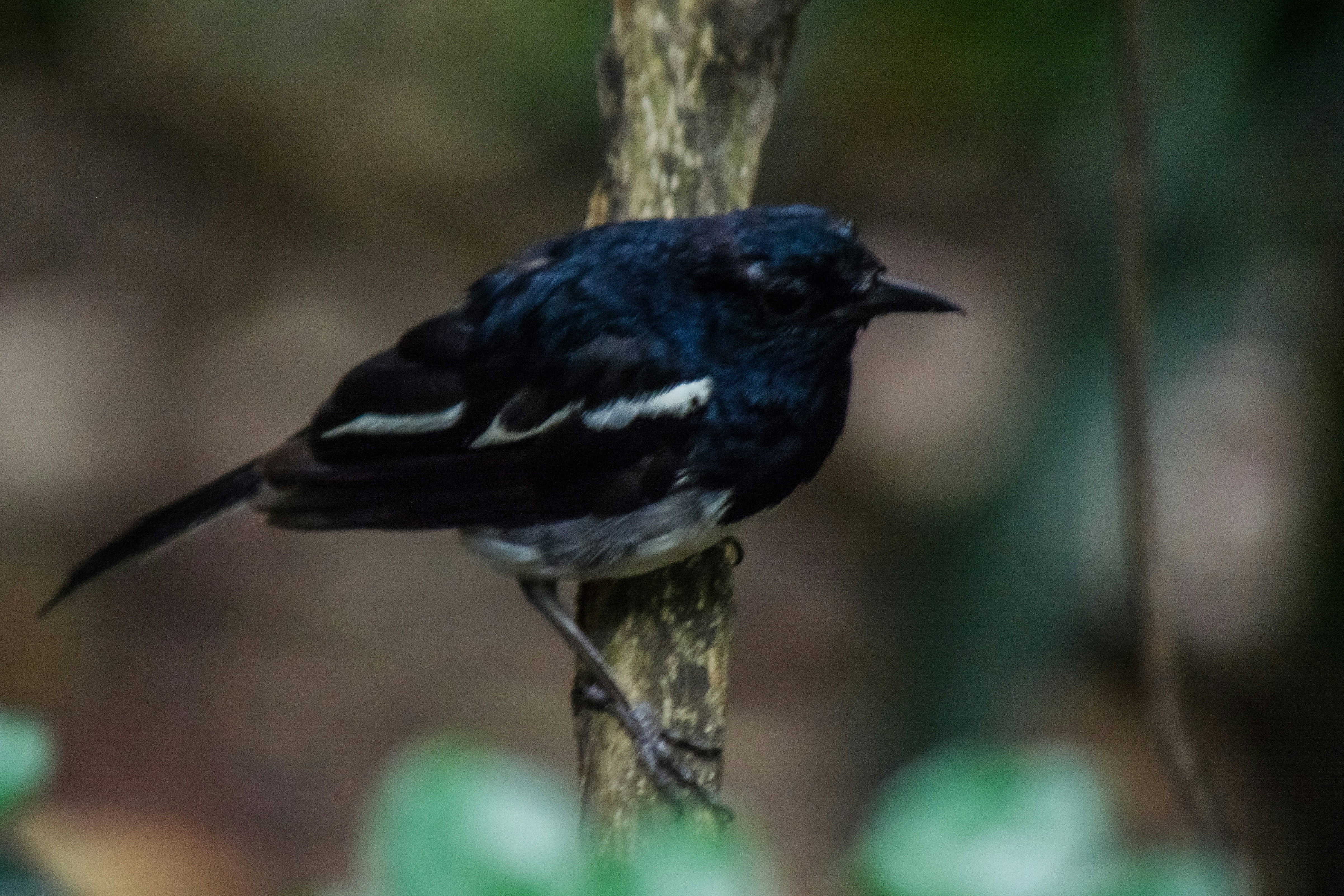 Mid-Forest Black-and-White Warbler perching on a mossy trunk