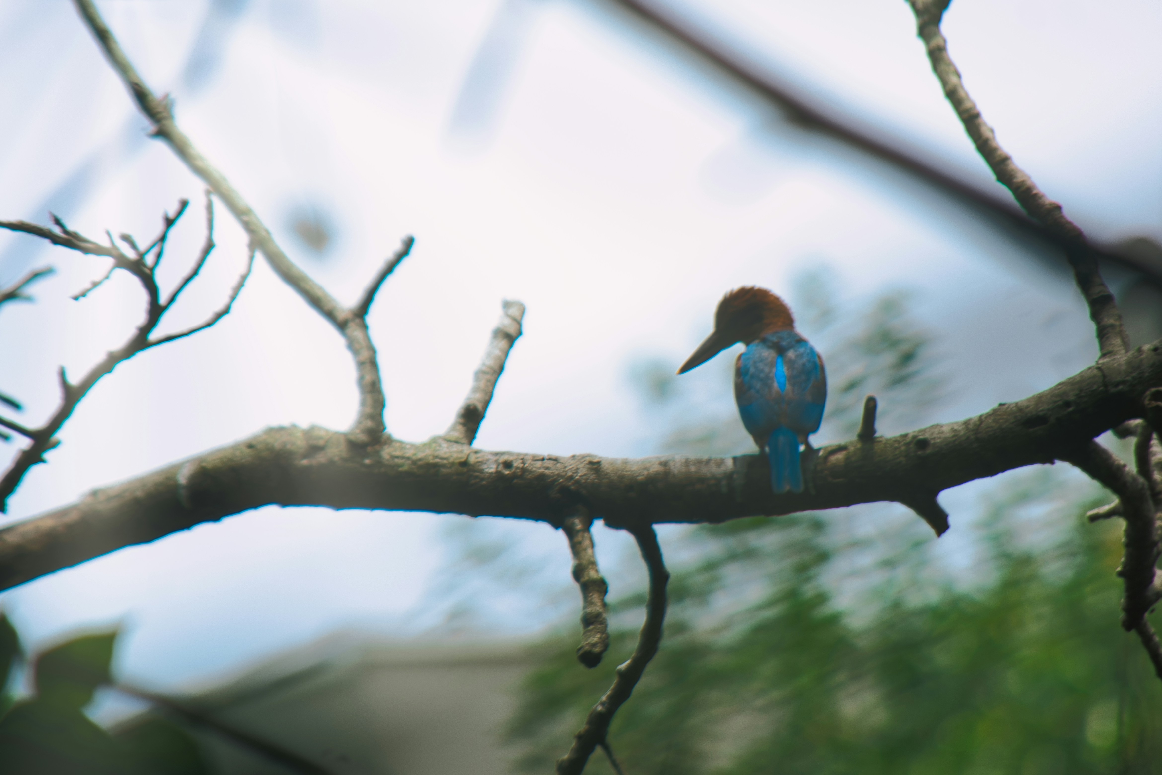 Blue Kingfisher on a Whispering Branch