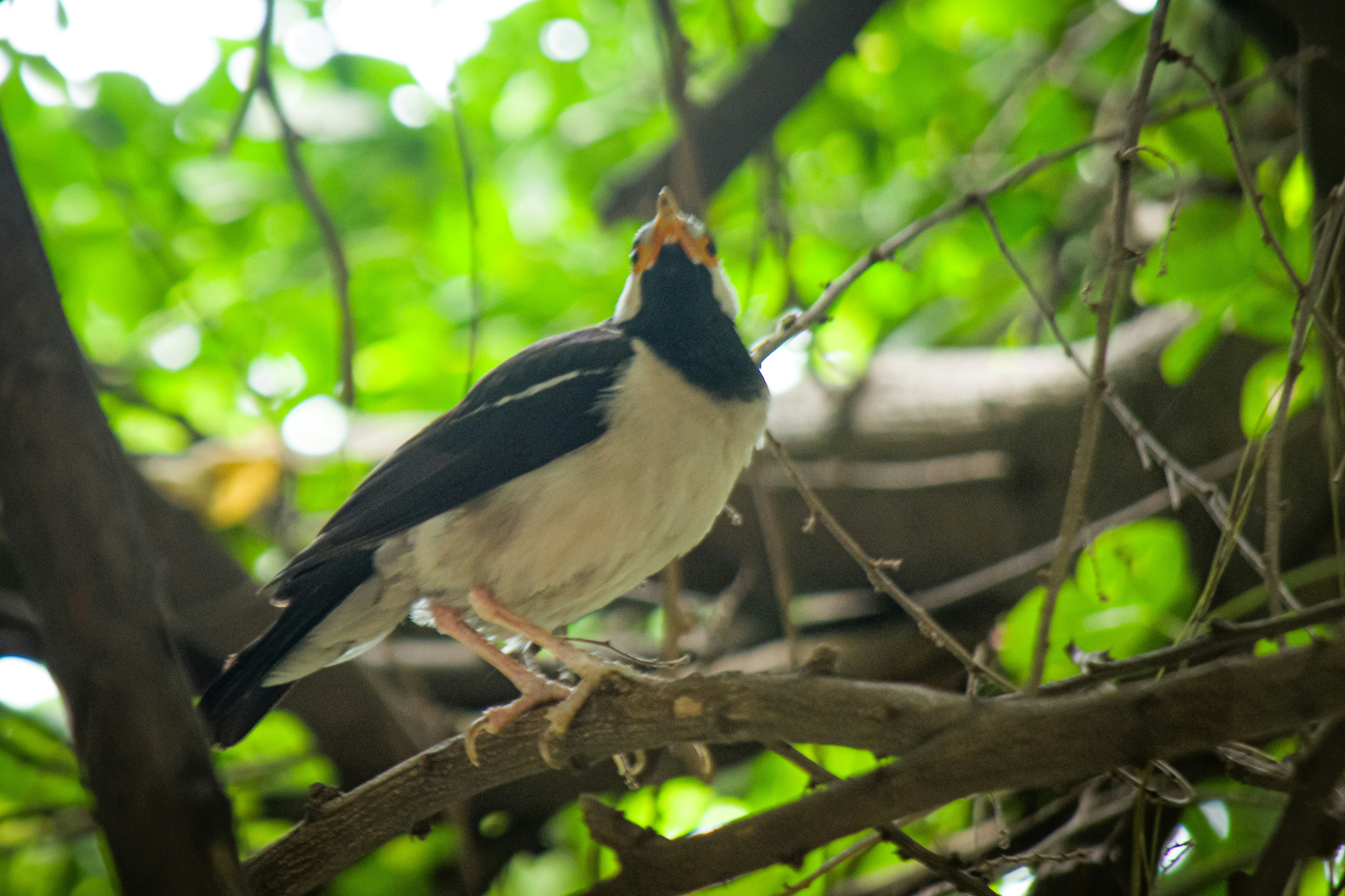 Black‑and‑White Bird With Bright Green Canopy