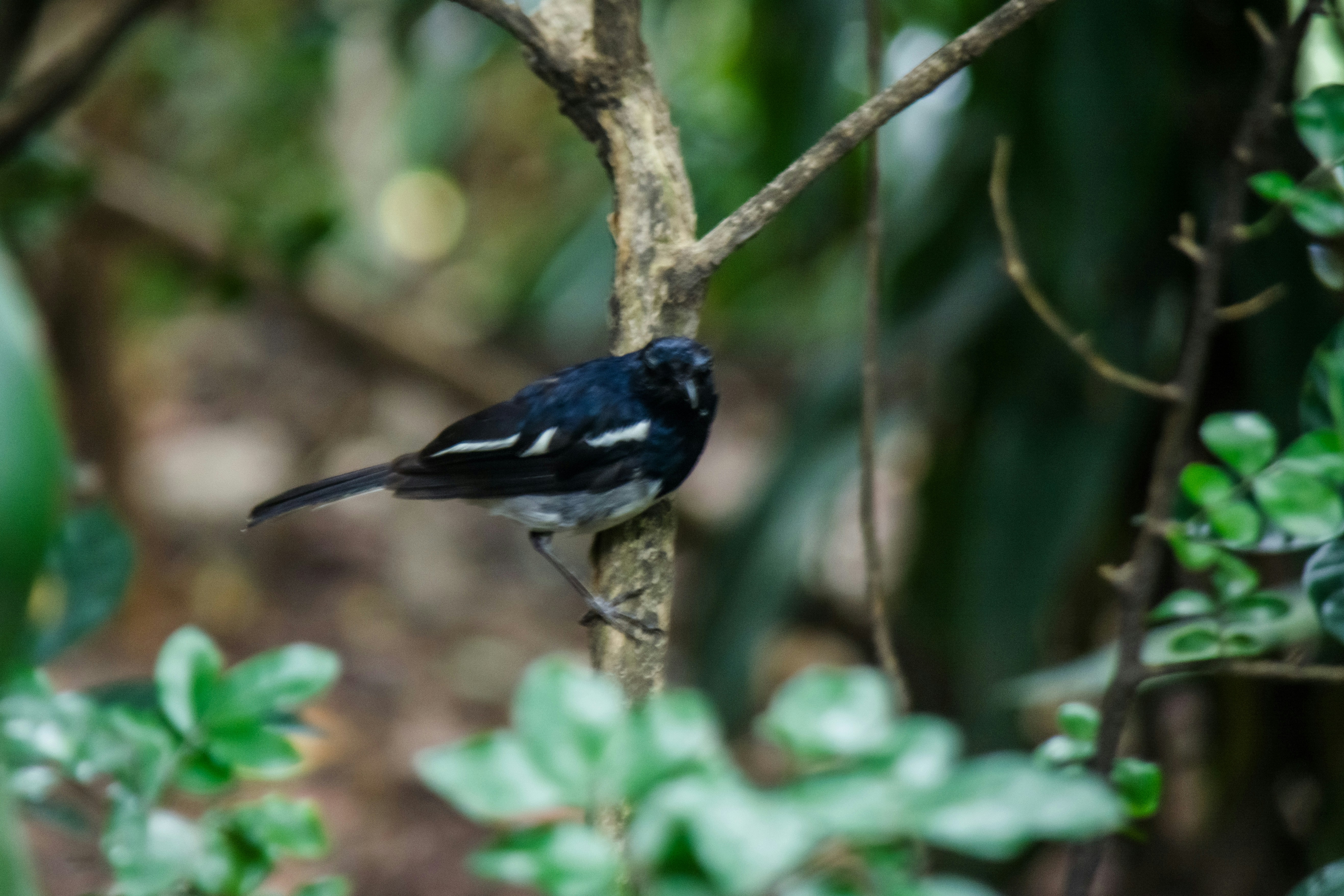 Mid-Branch Perch: A Small Songbird in Quiet Green