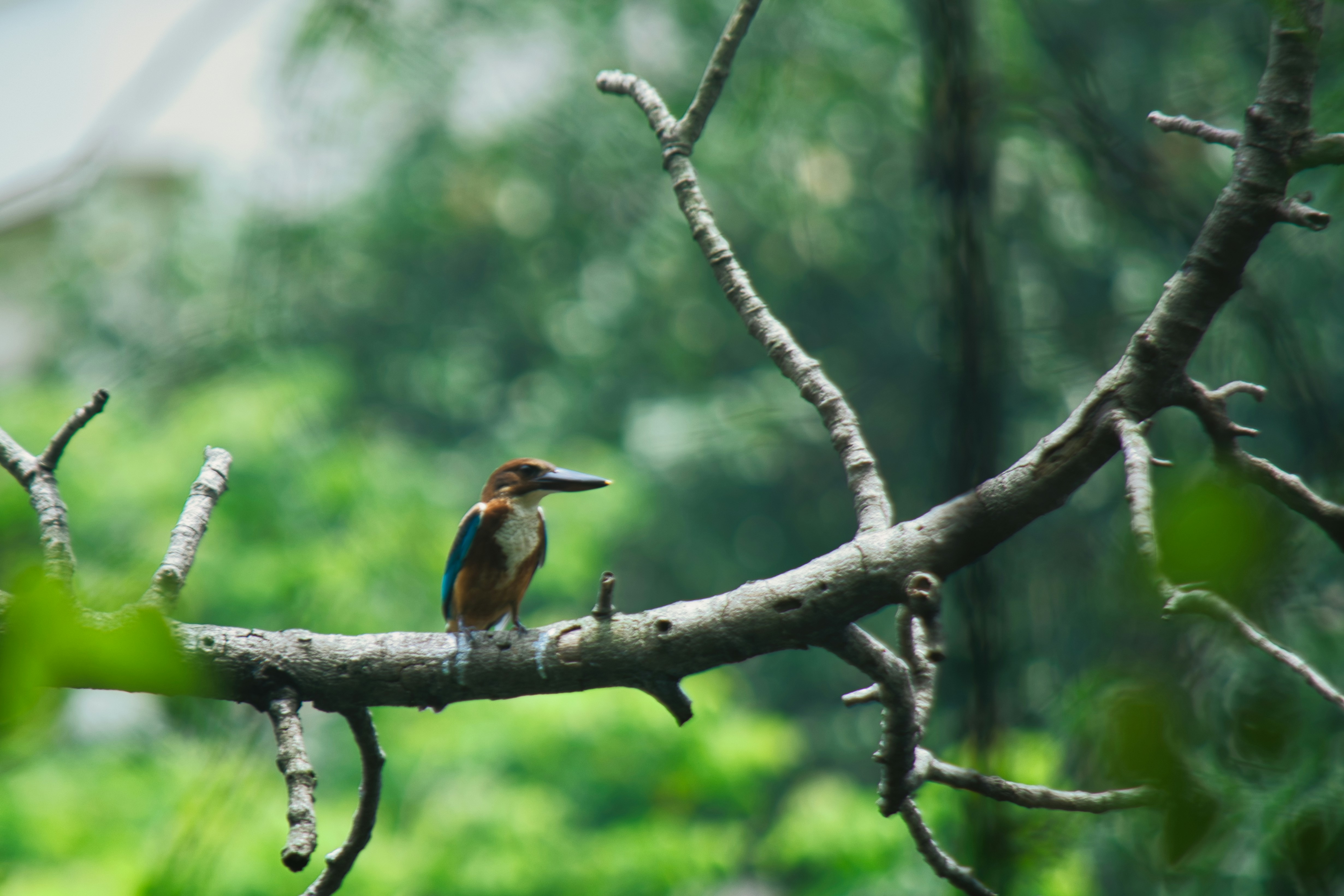 Blue-winged Kingfisher Portrait on a Mossy Branch