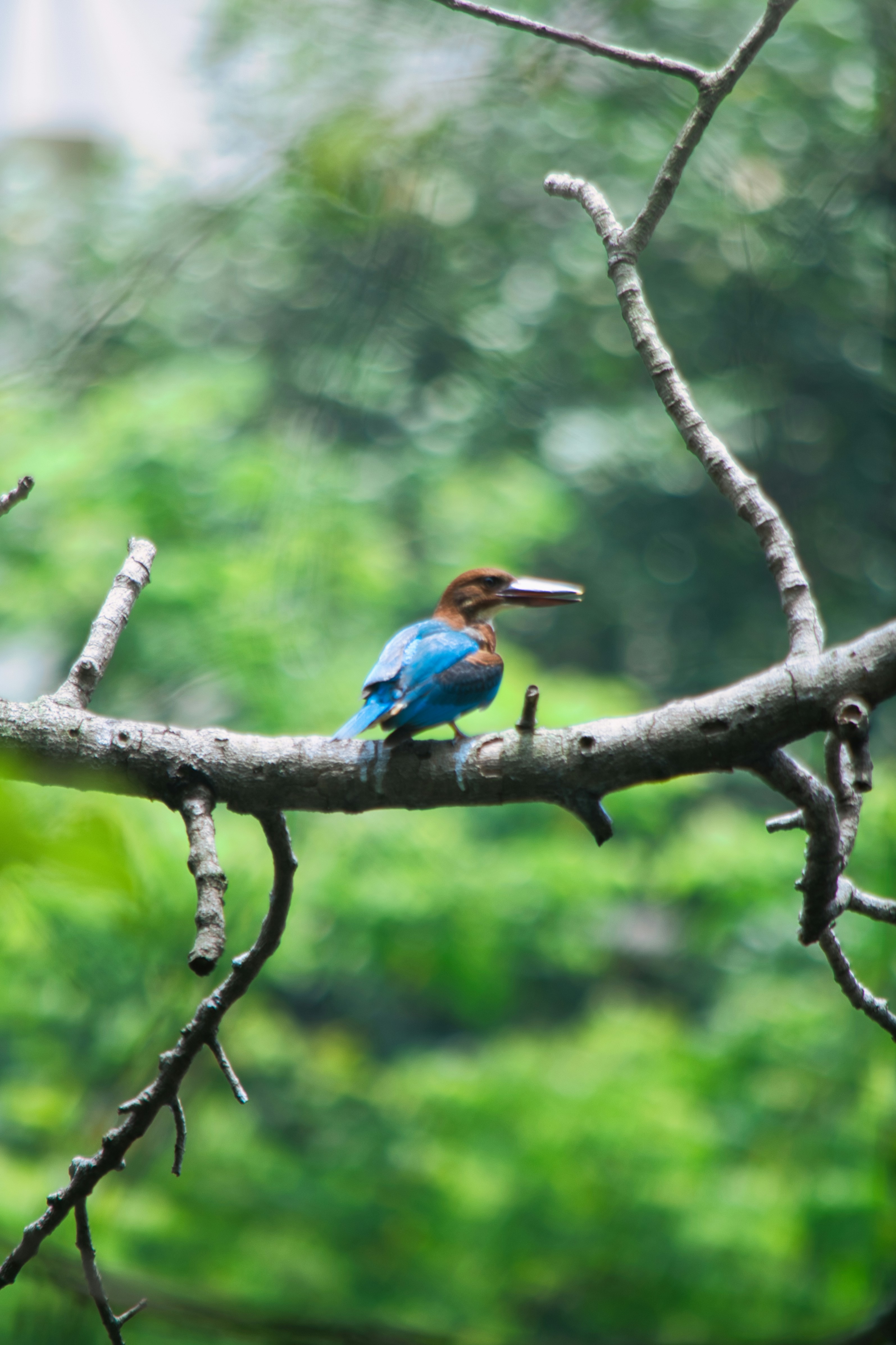 Azure Kingfisher on a Quiet Branch
