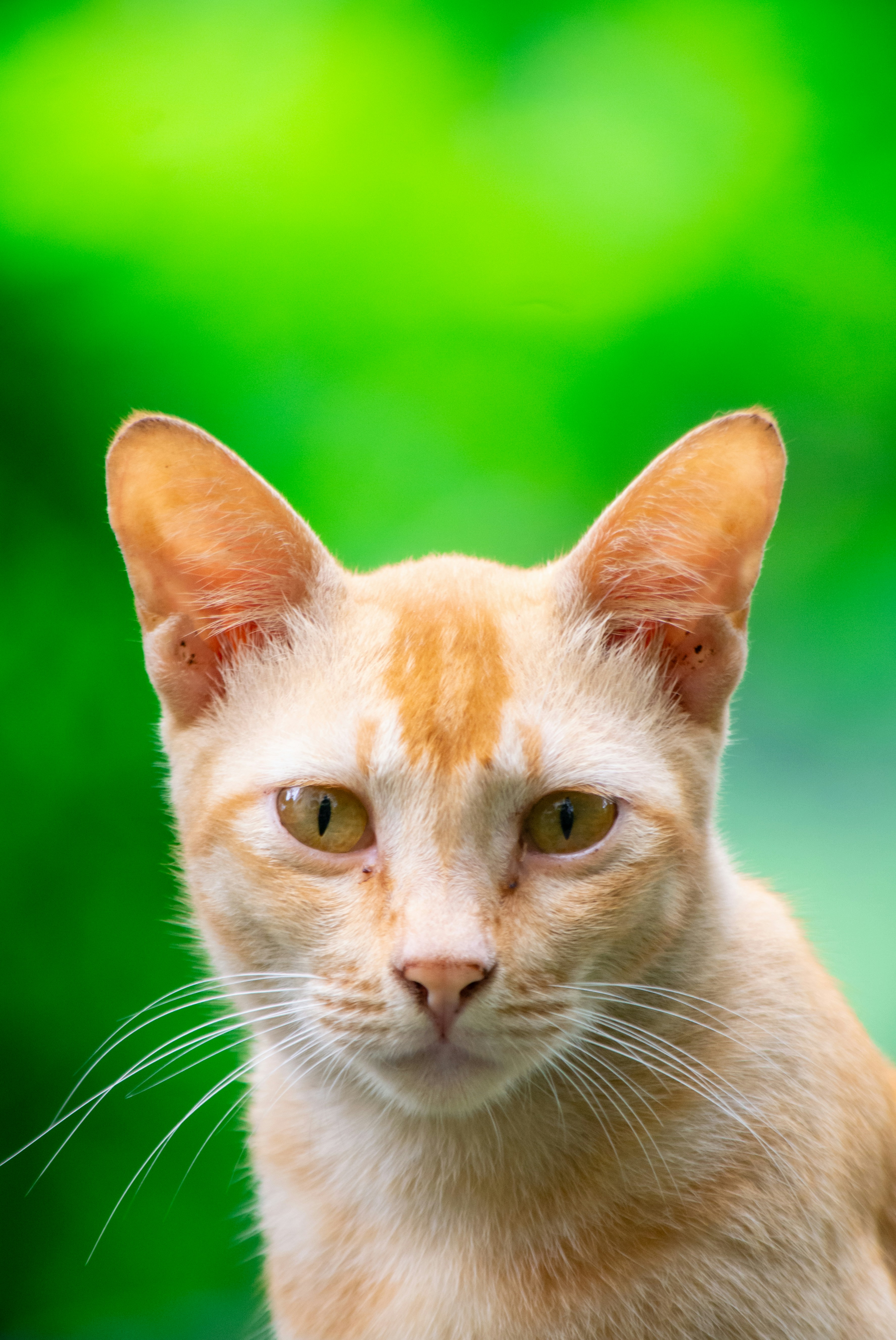Amber Gaze: Portrait of a Curious Cat Against Lush Green Backdrop