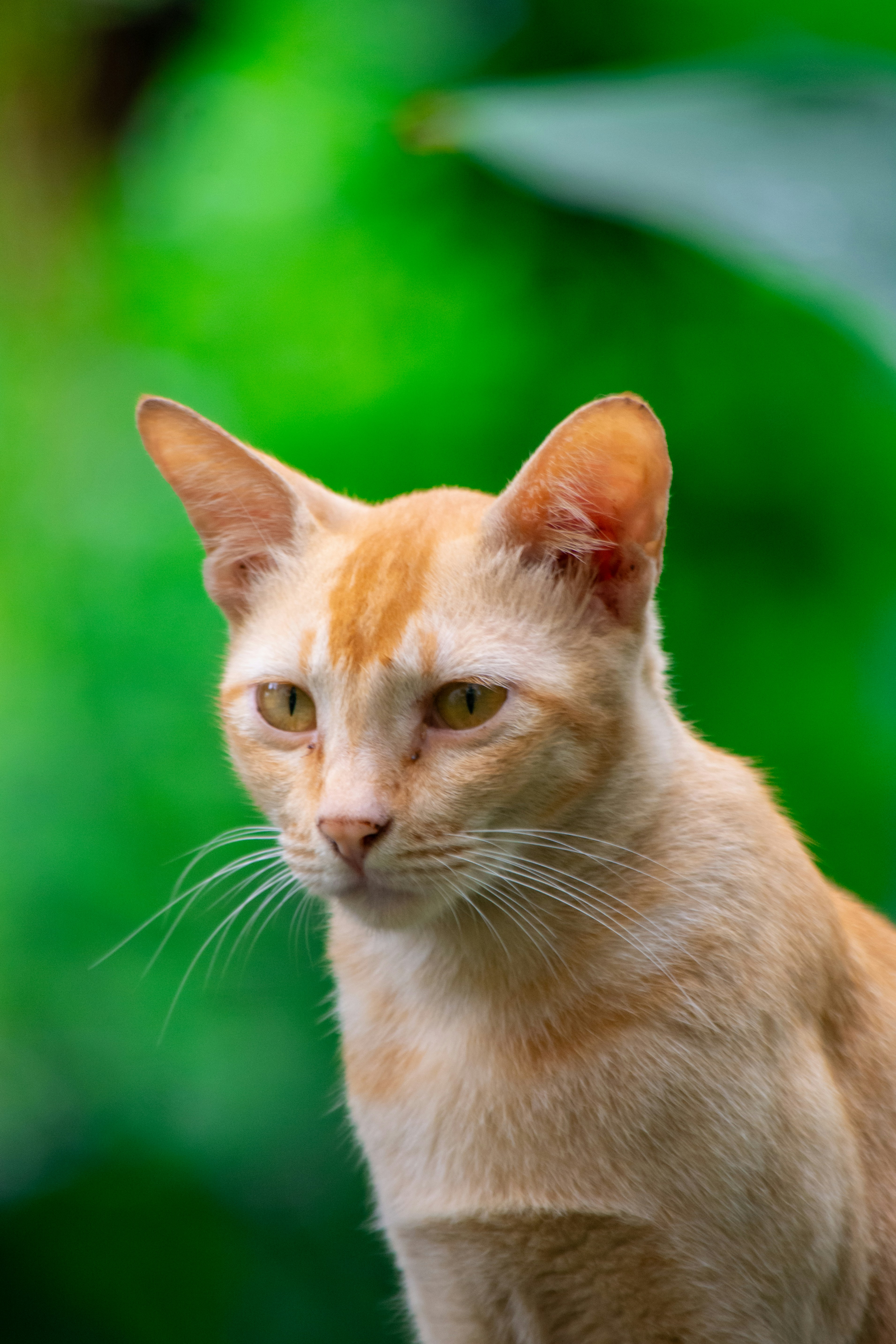 Amber Cat in a Verdant Frame