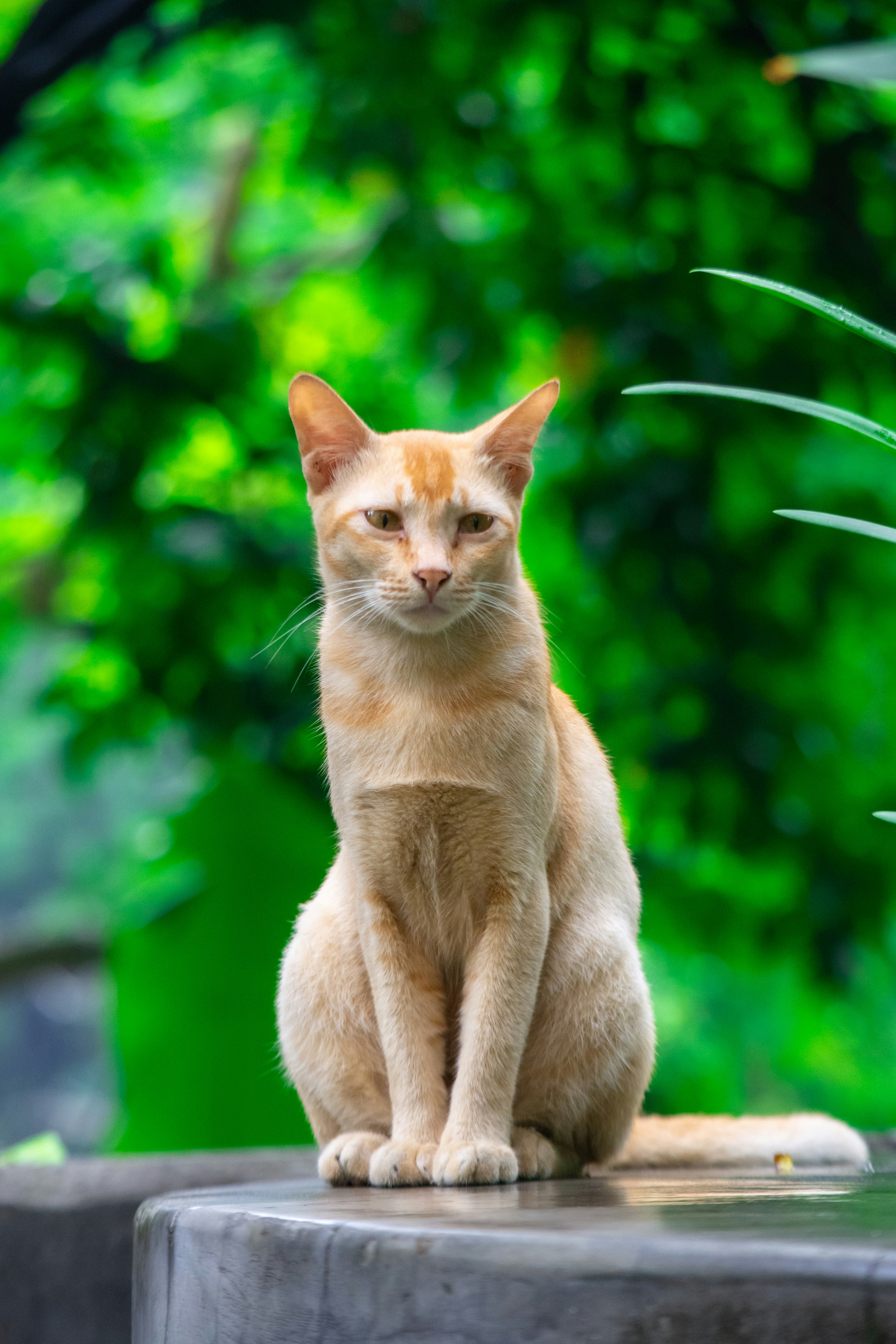 Sentries of the Garden: A Sunlit Ginger Cat on a Marble Post