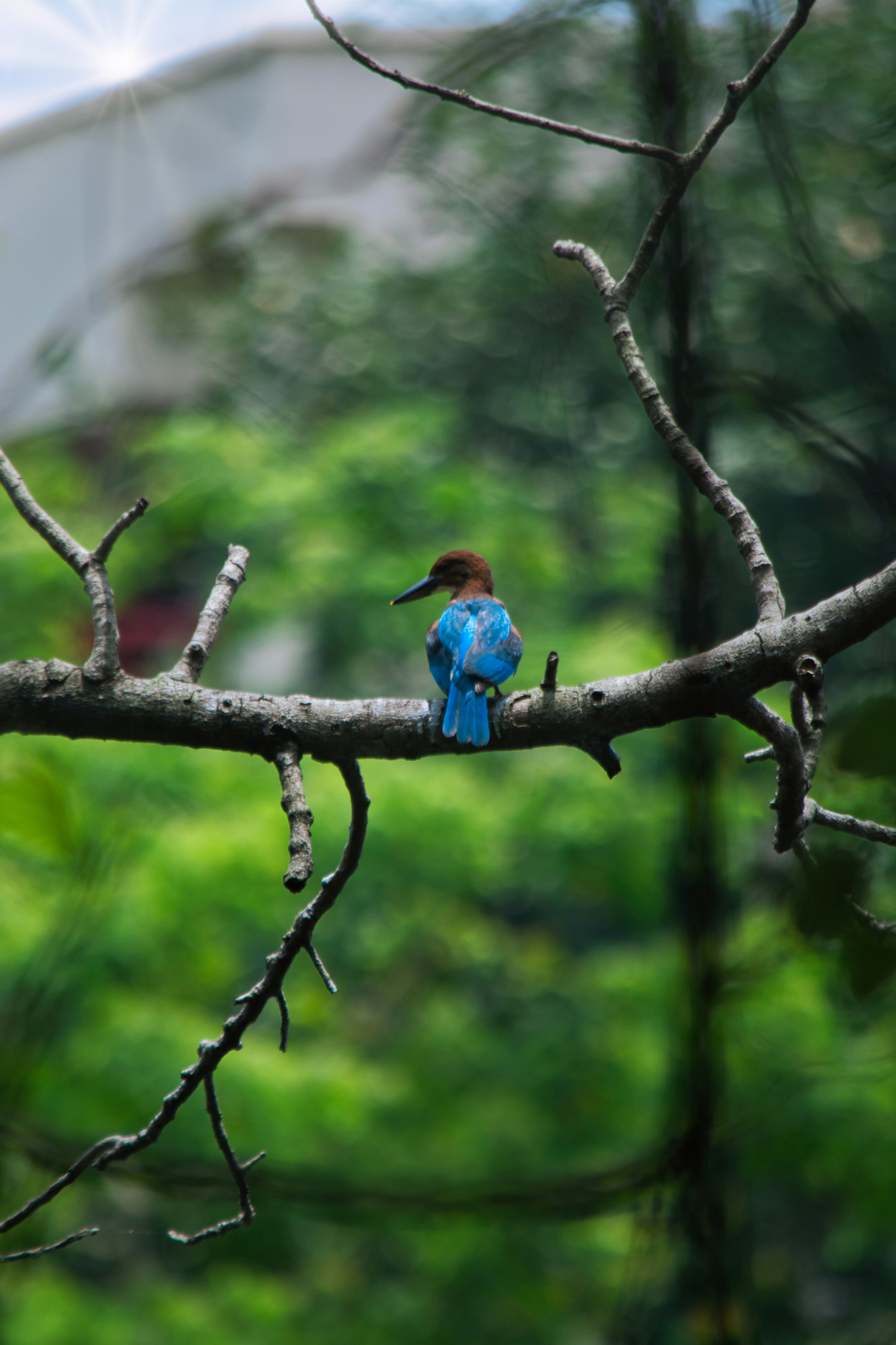 Azure Kingfisher on a Silent Branch