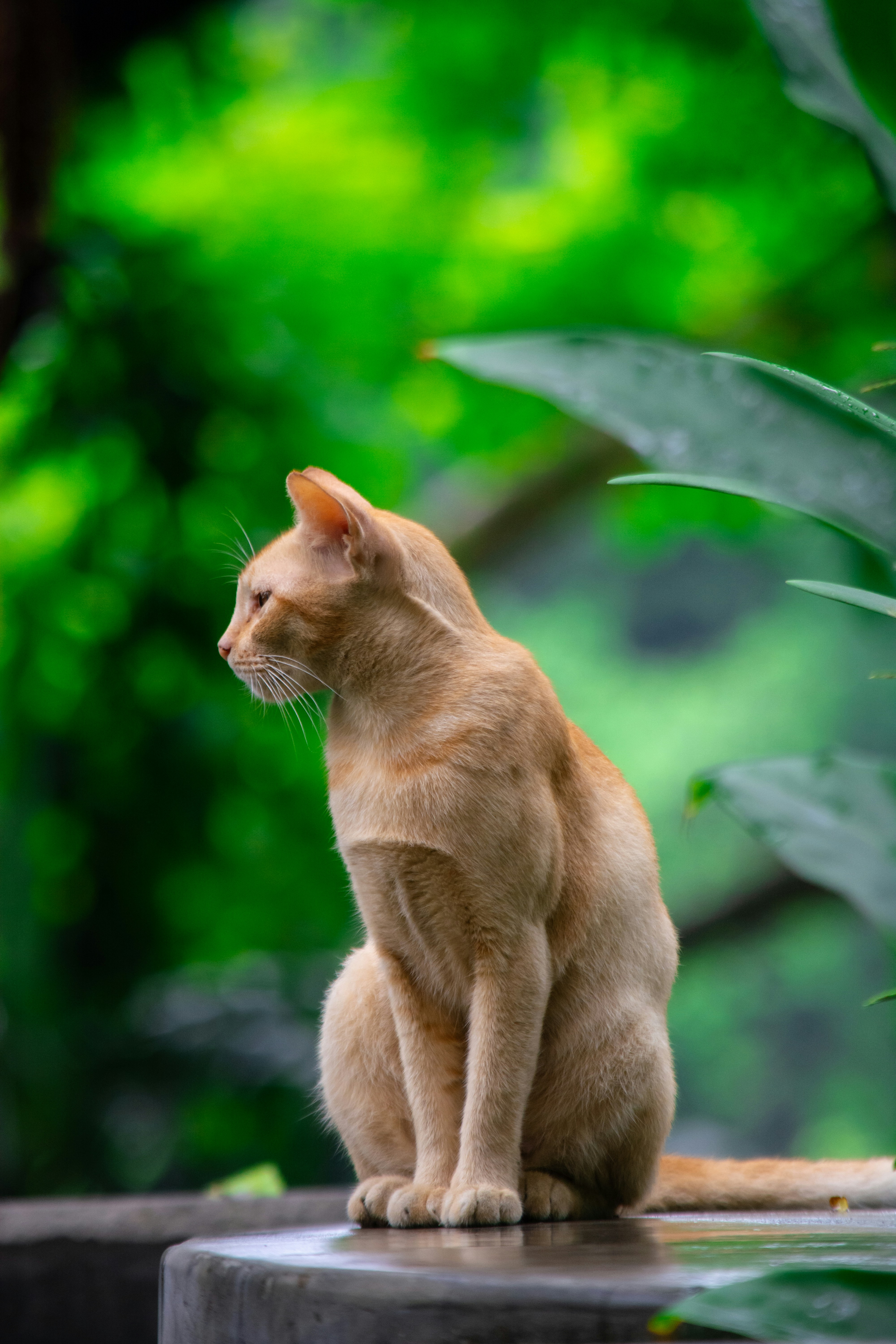 Golden Study: A Curious Cat in a Lush Green World