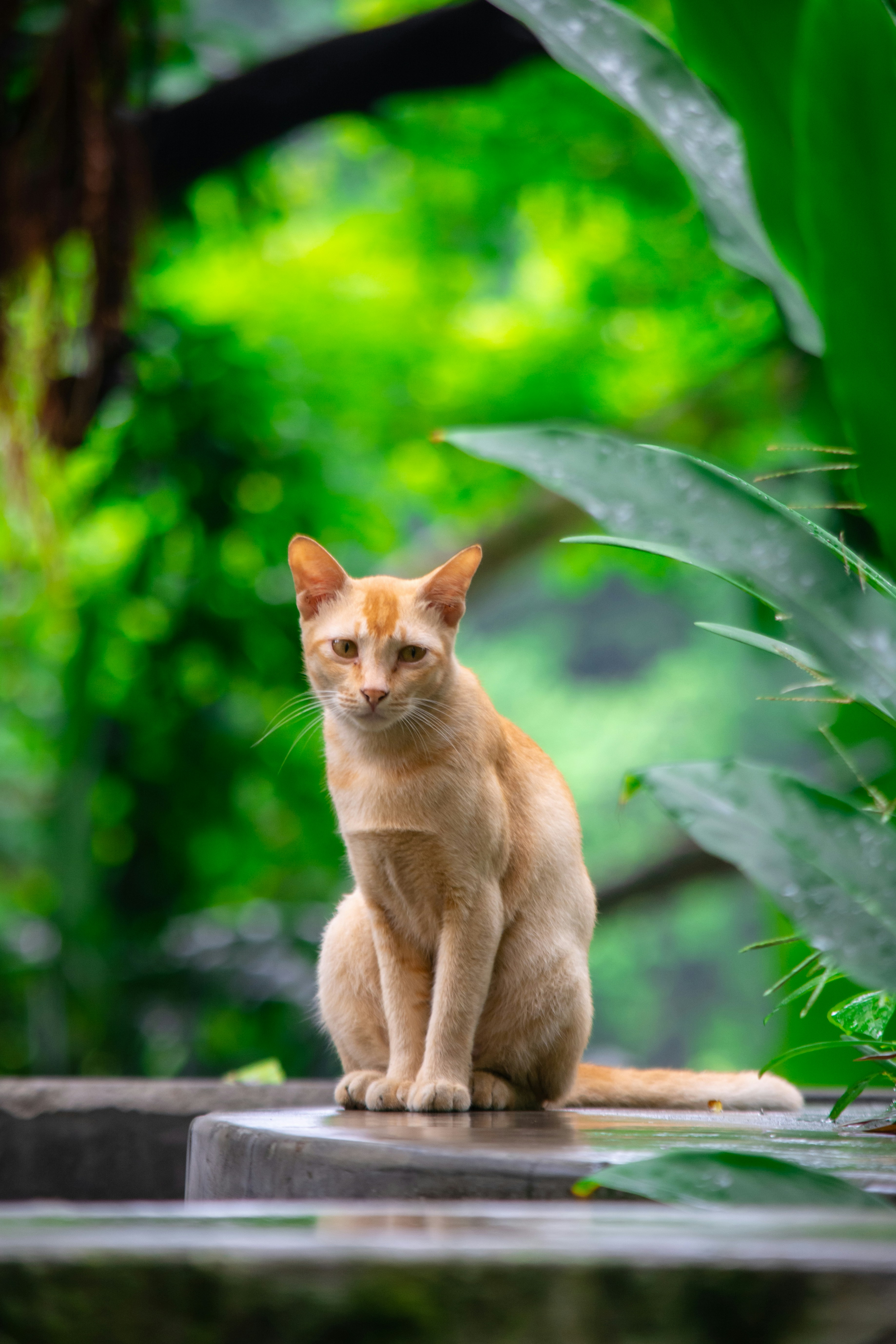 Golden Mauve: Cat Staring Down the Garden Path