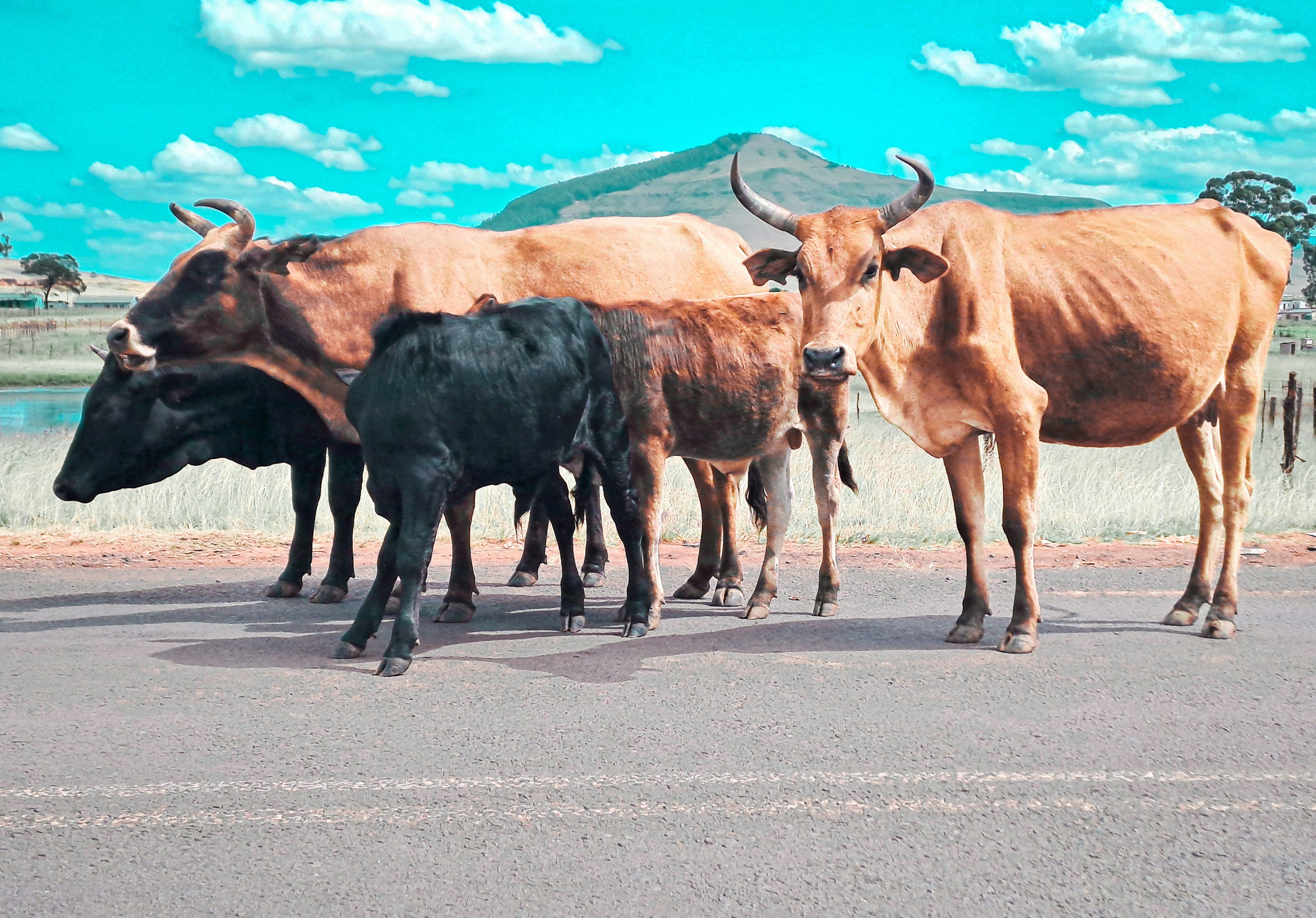 Herd Stroll: Cattle Pause on a Sunlit Road
