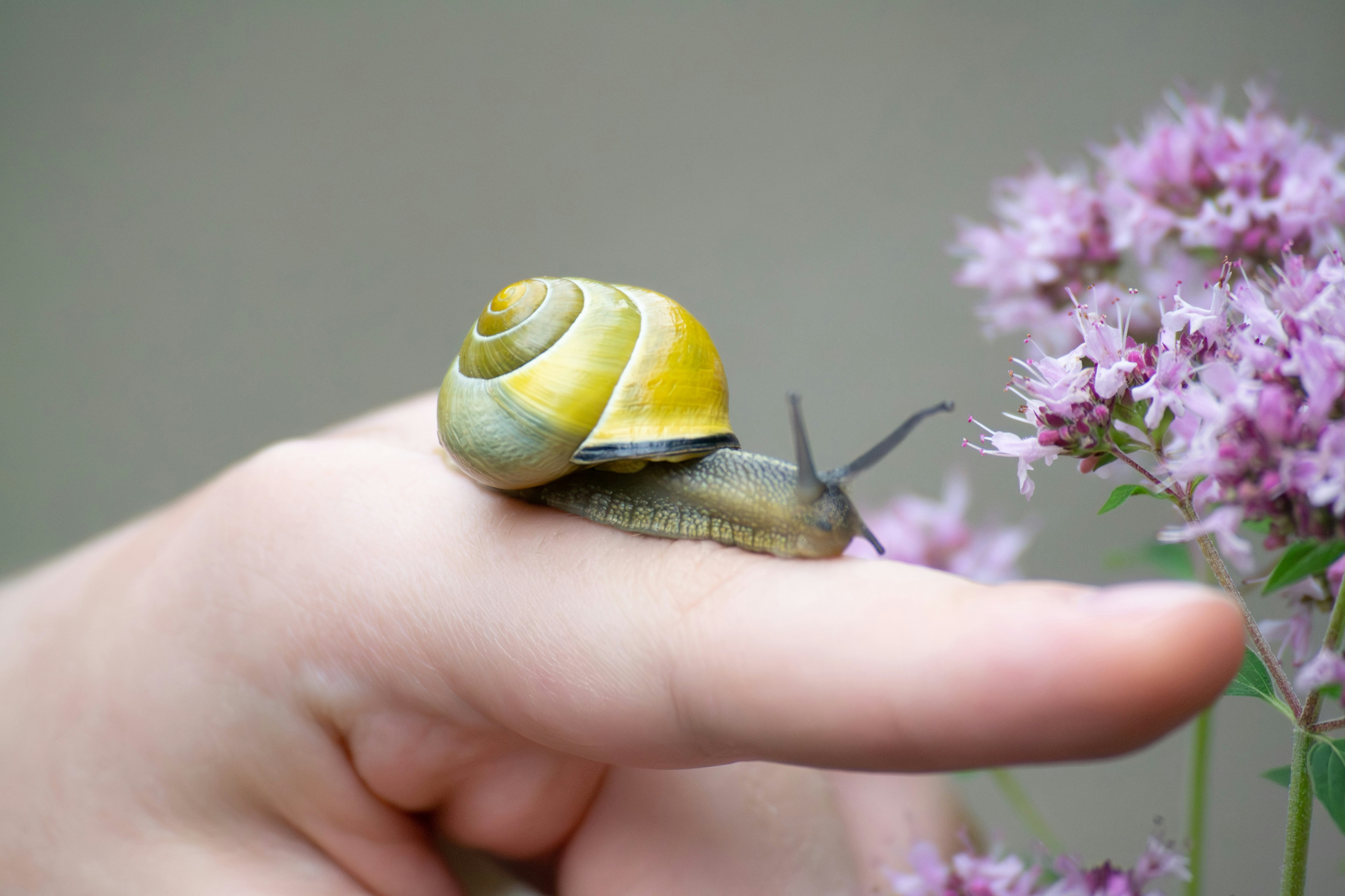 Golden Spiral on a Gentle Touch