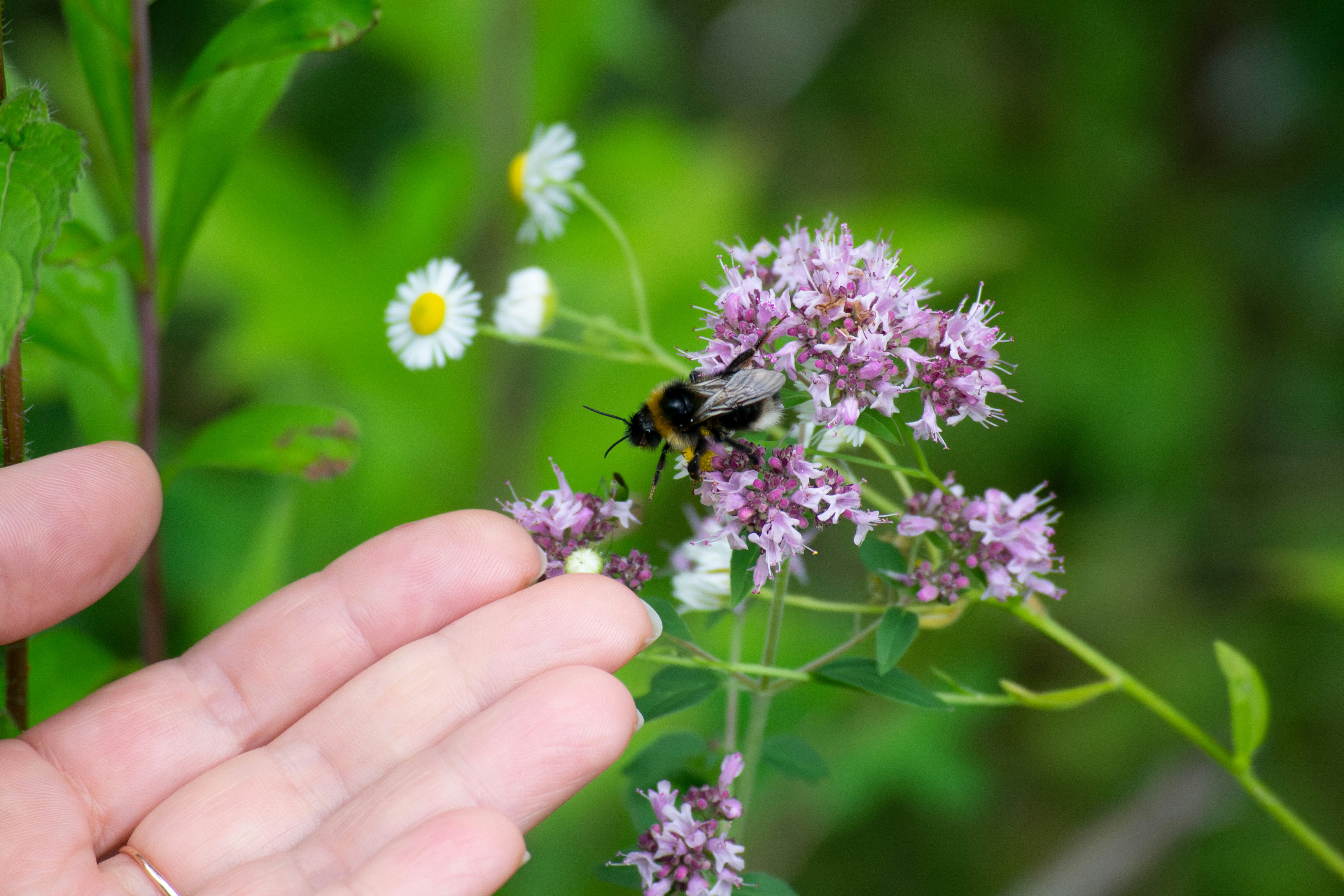 Bees and Bloom: Gentle Communion on a Green Threshold