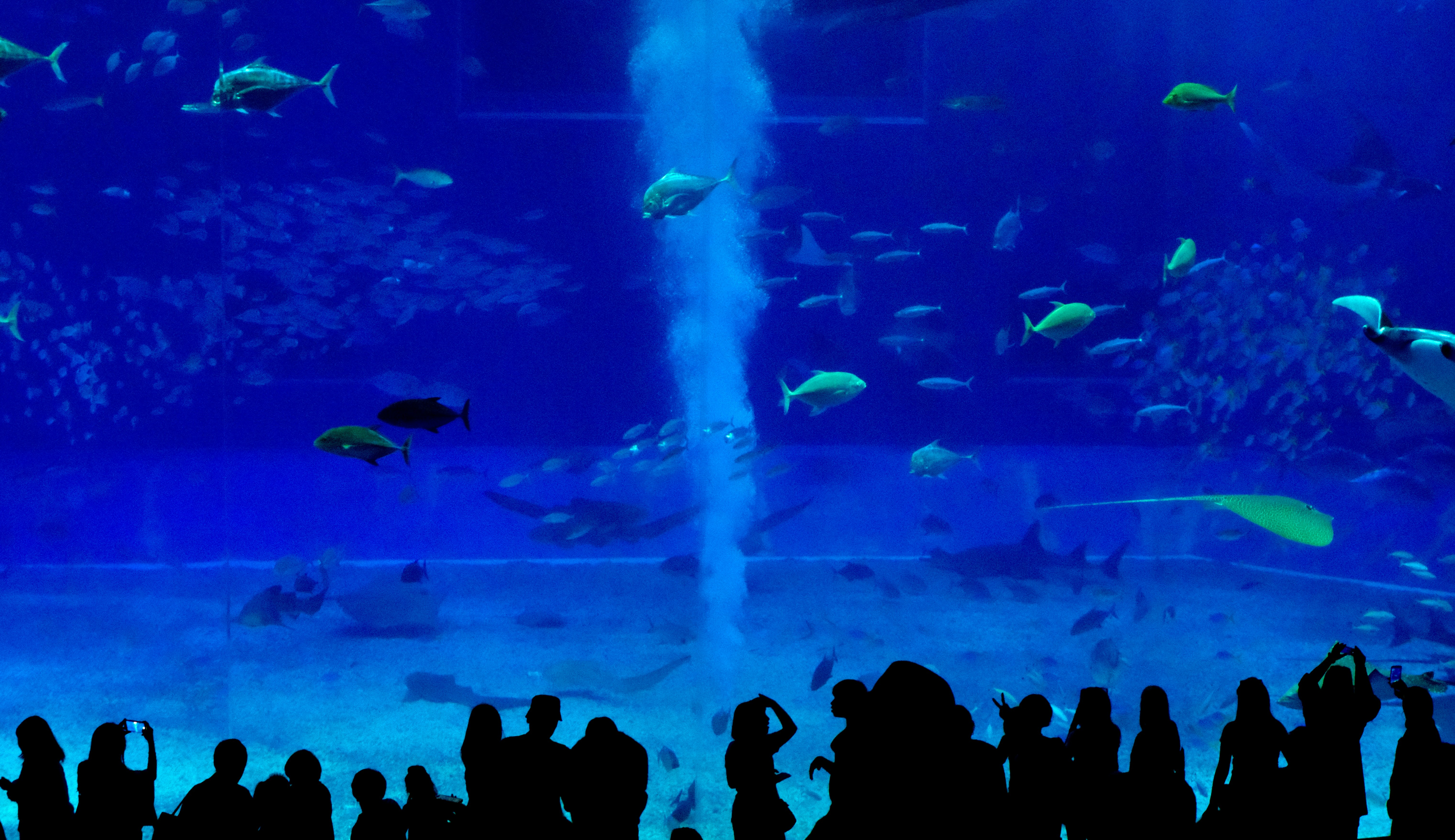 Underwater World: A Silhouette Chorus at the Glass Barrier