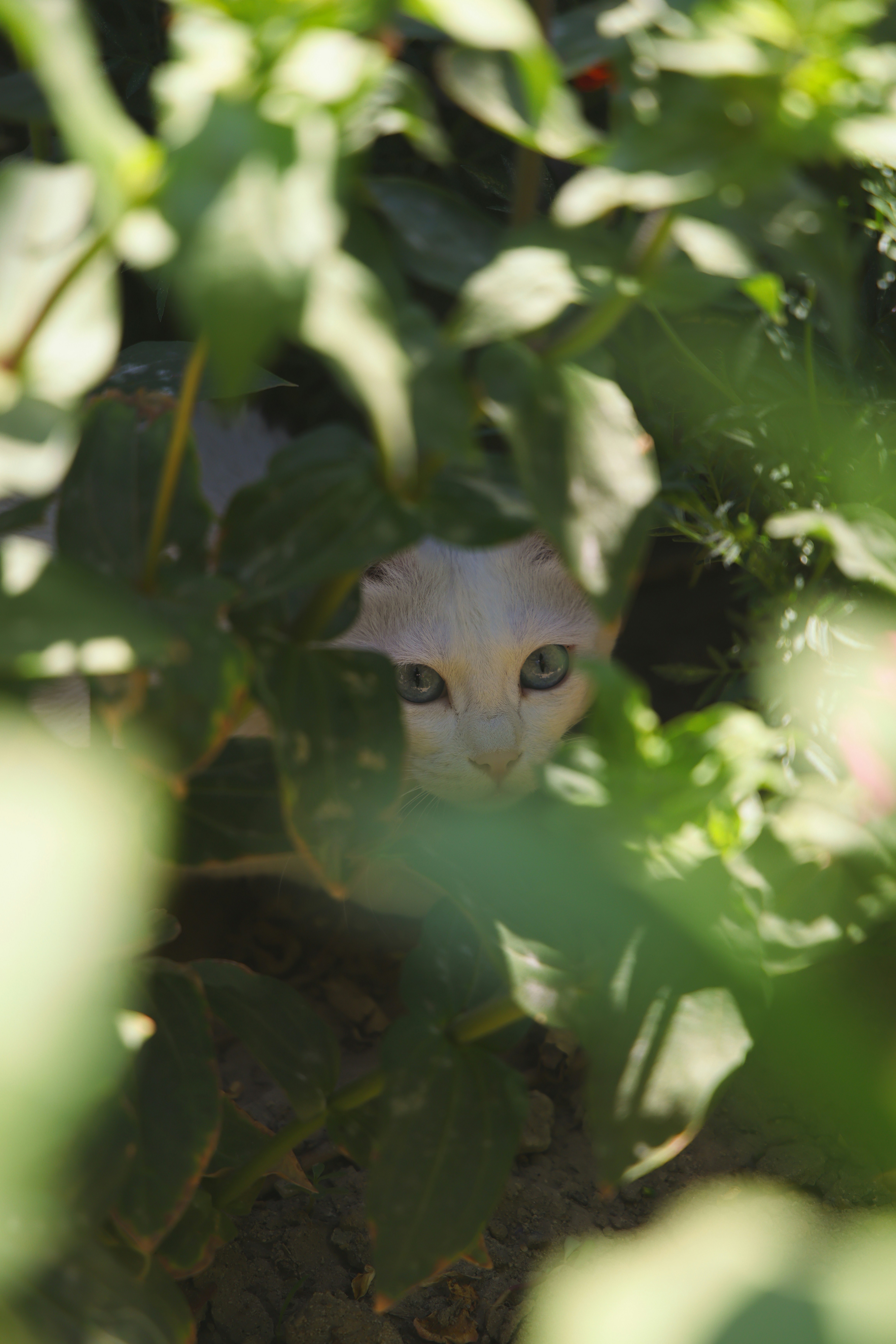 Hidden Gaze: Cat Eyes Peering Through Green Veil