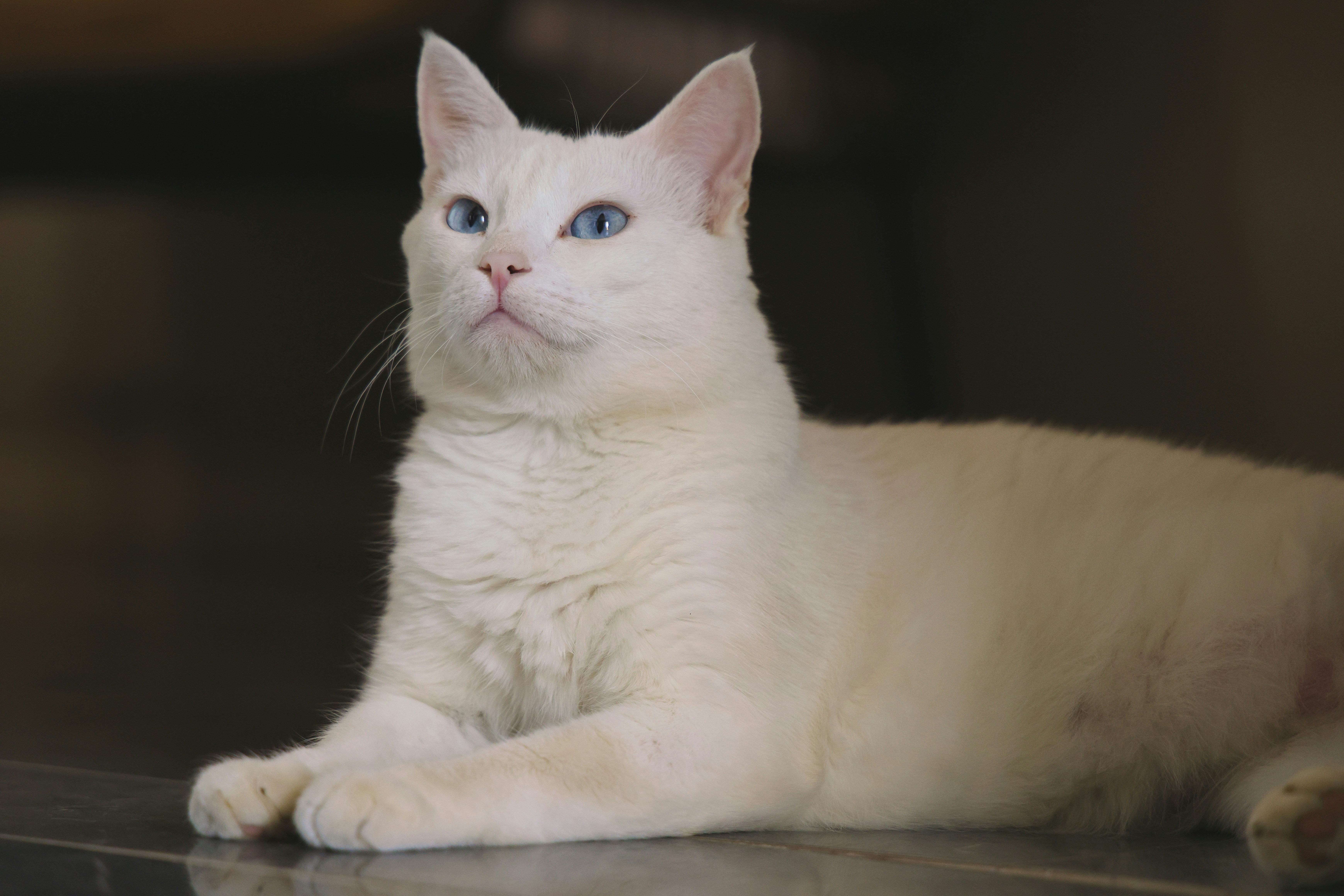 Queen of Quietude: A White Cat Lying in Shade