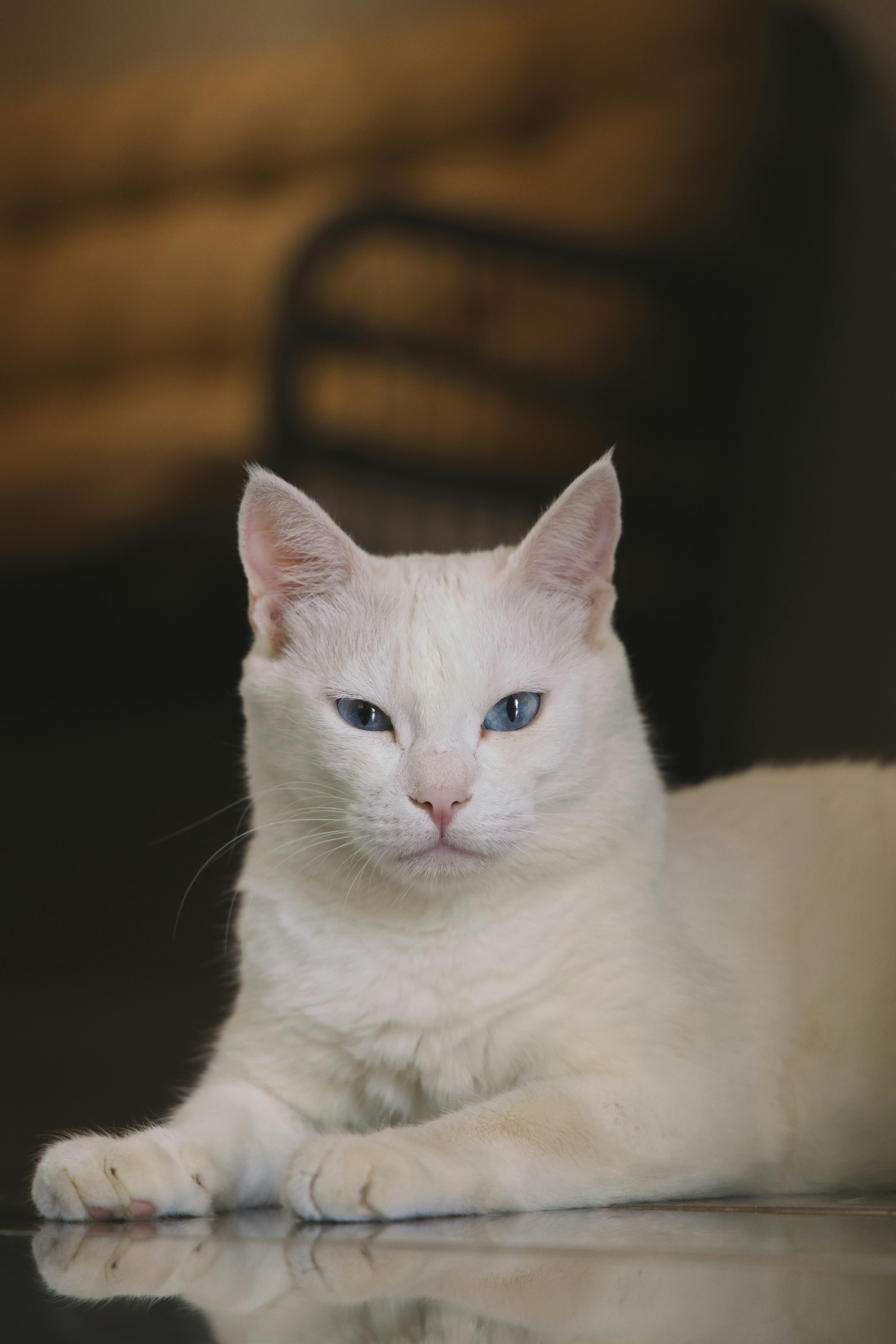 Luxuriant White Cat with Oceanic Eyes Polishes the Floor