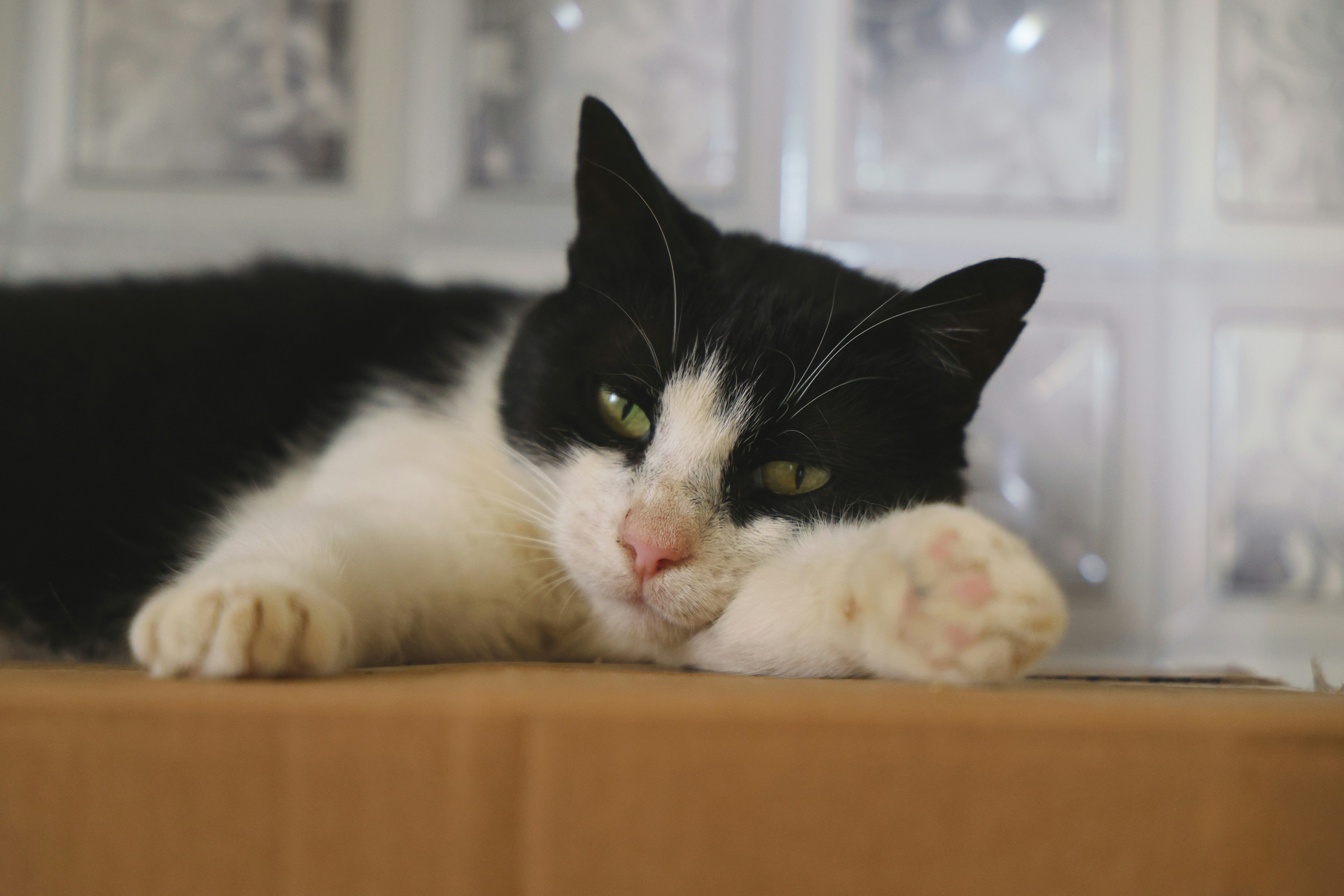 Resting Reckoning: A Curious Cat at Cardboard Boundary