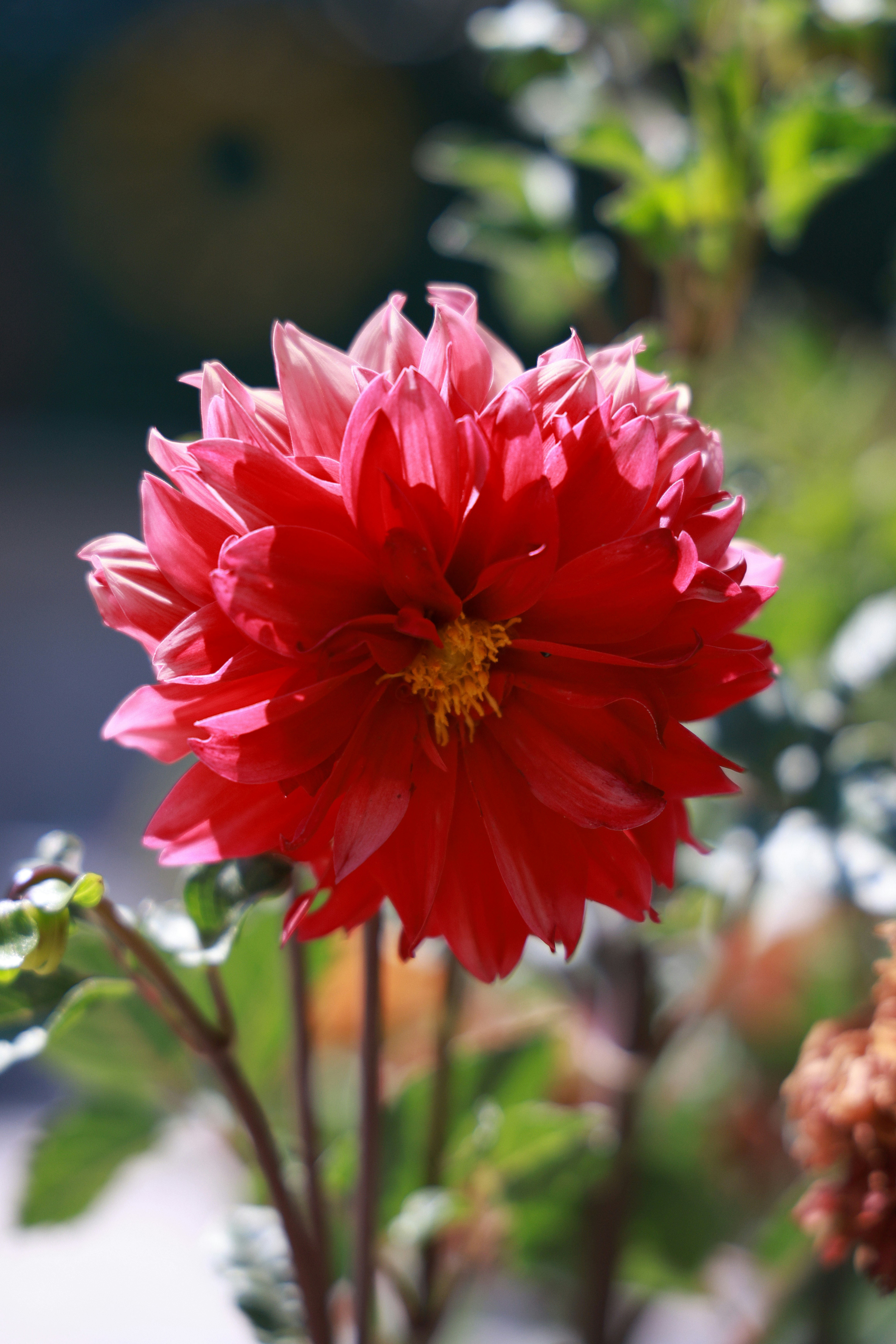 Crimson Bloom: A Close-Up of a Daring Garden Dahlia