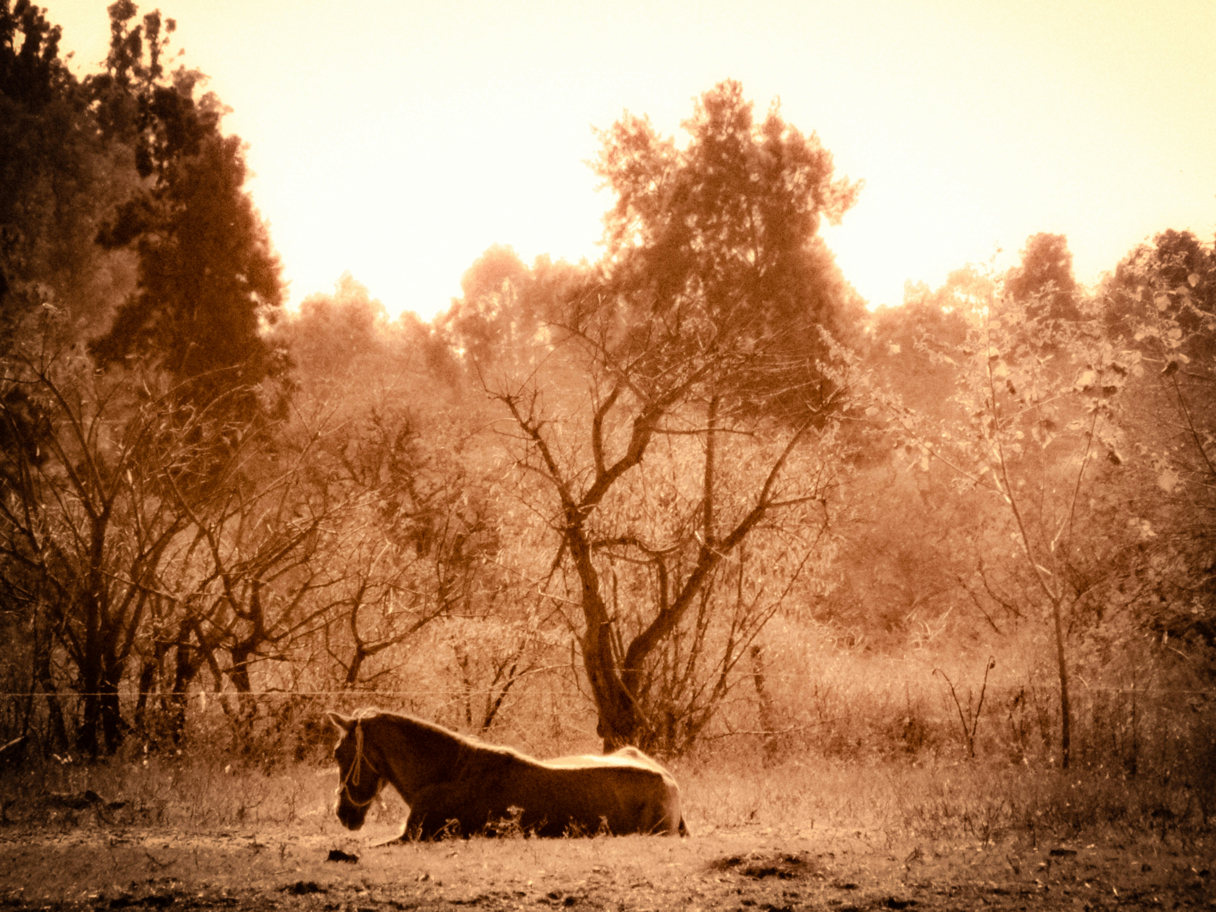 Sunlit Grazing: A Horse Beneath a Warm Autumn Canopy