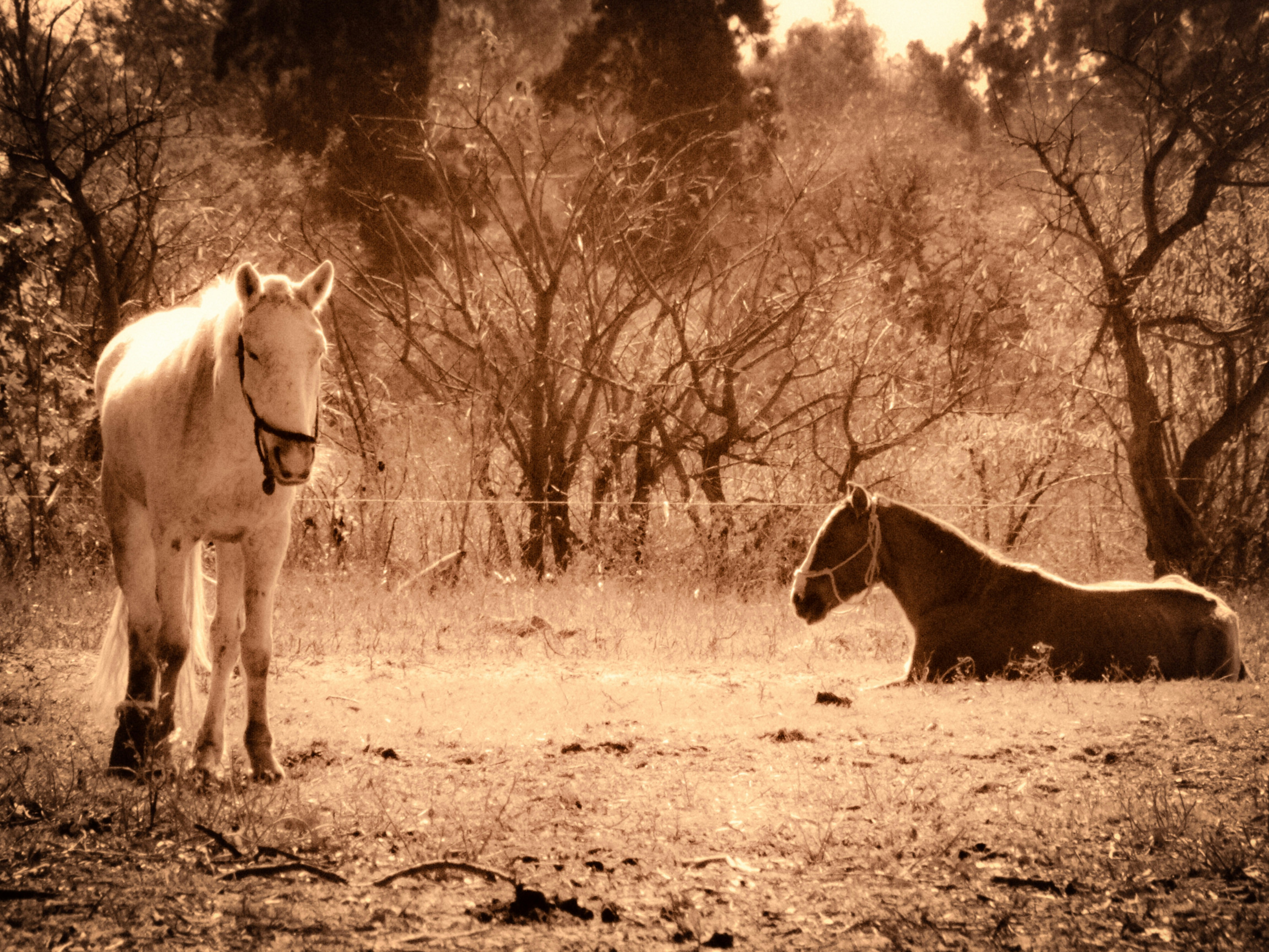 Two Equines in Sepia Stillness: A Quiet Cattle Field Moment