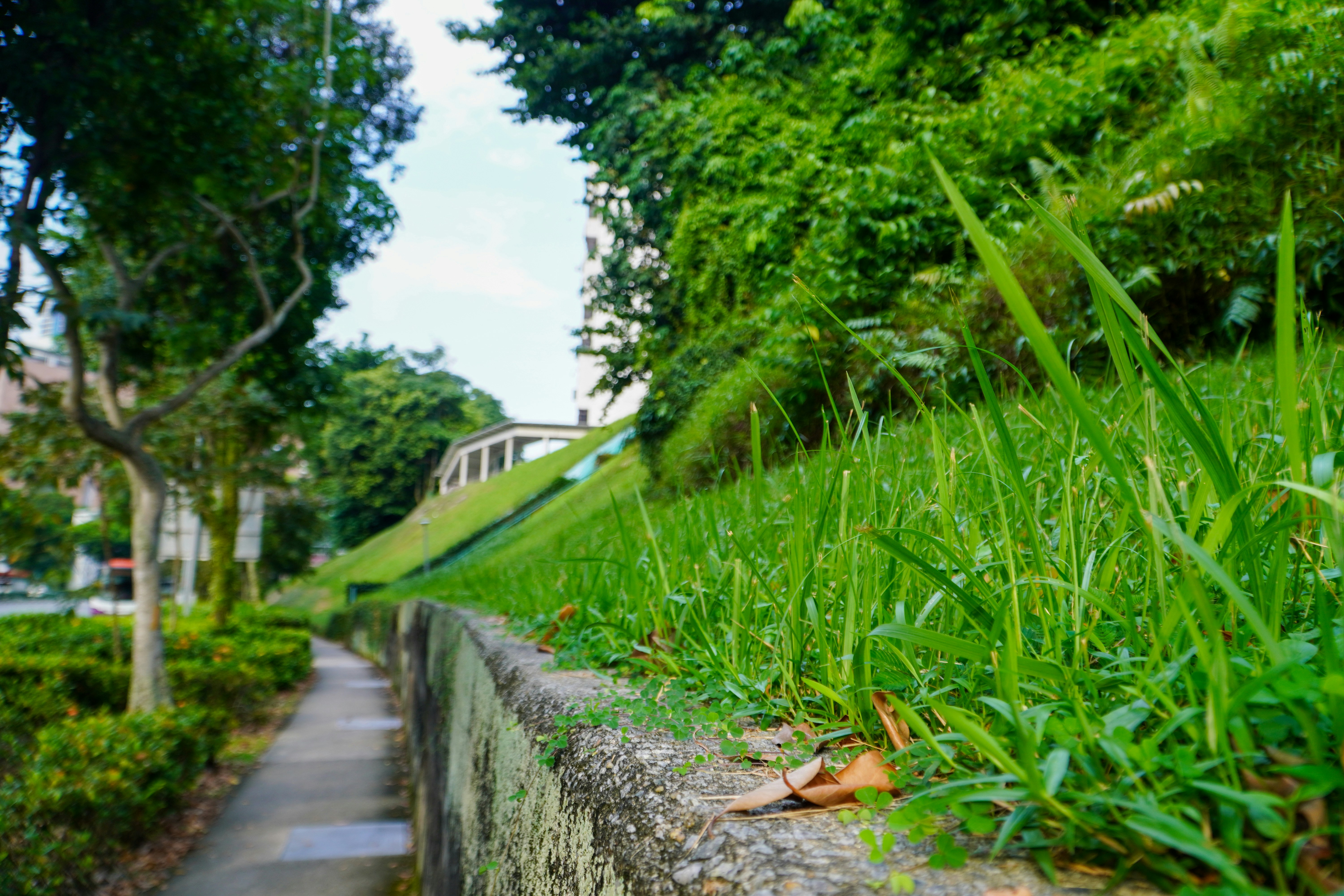 Edge of the Green Wall: A Quiet Path Along the Concrete Verge