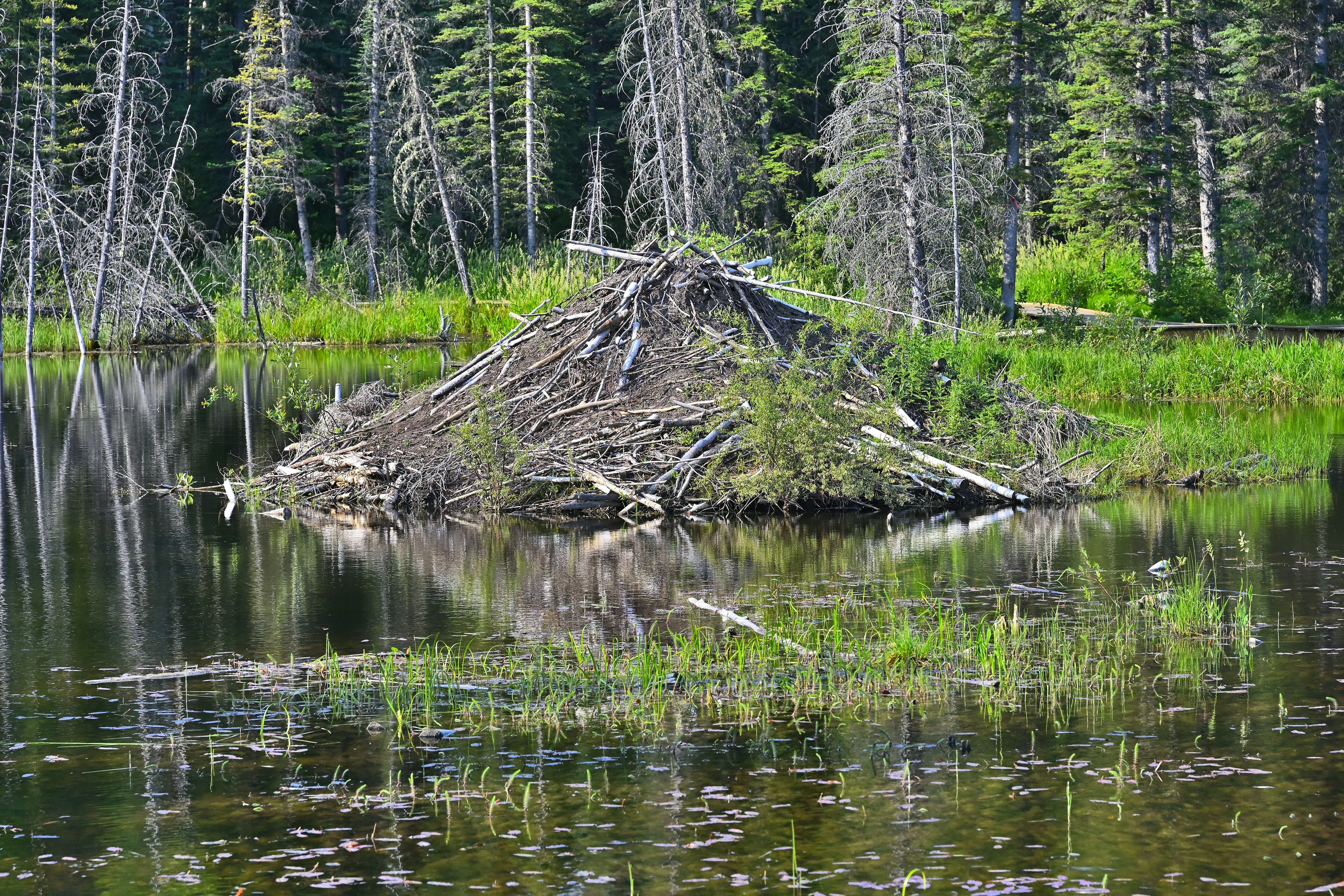 Beaver Dam at the Edge of a Quiet Wetland