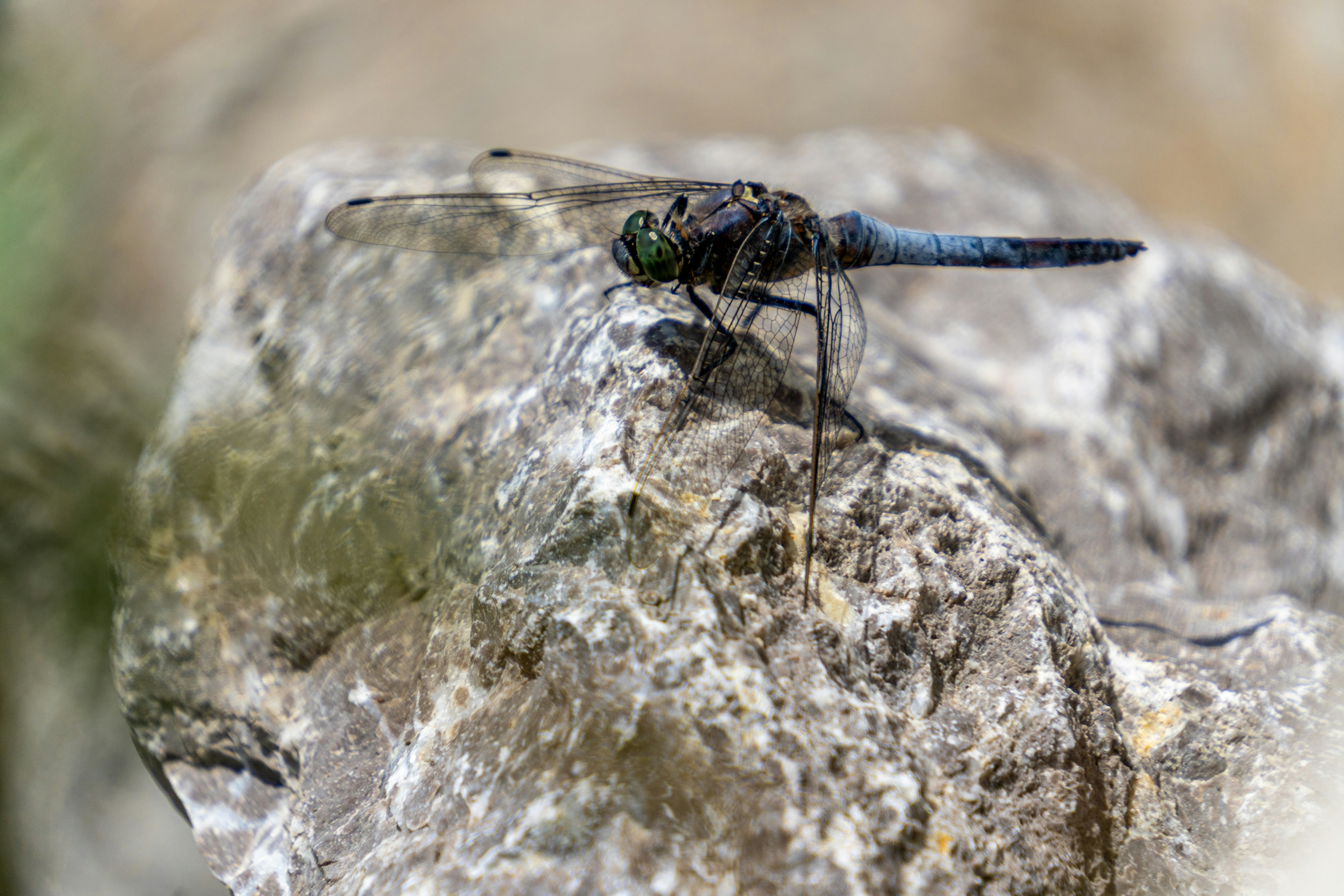 Dragonfly Anchor: A Blue-Body Dragonfly Grips a Weathered Stone