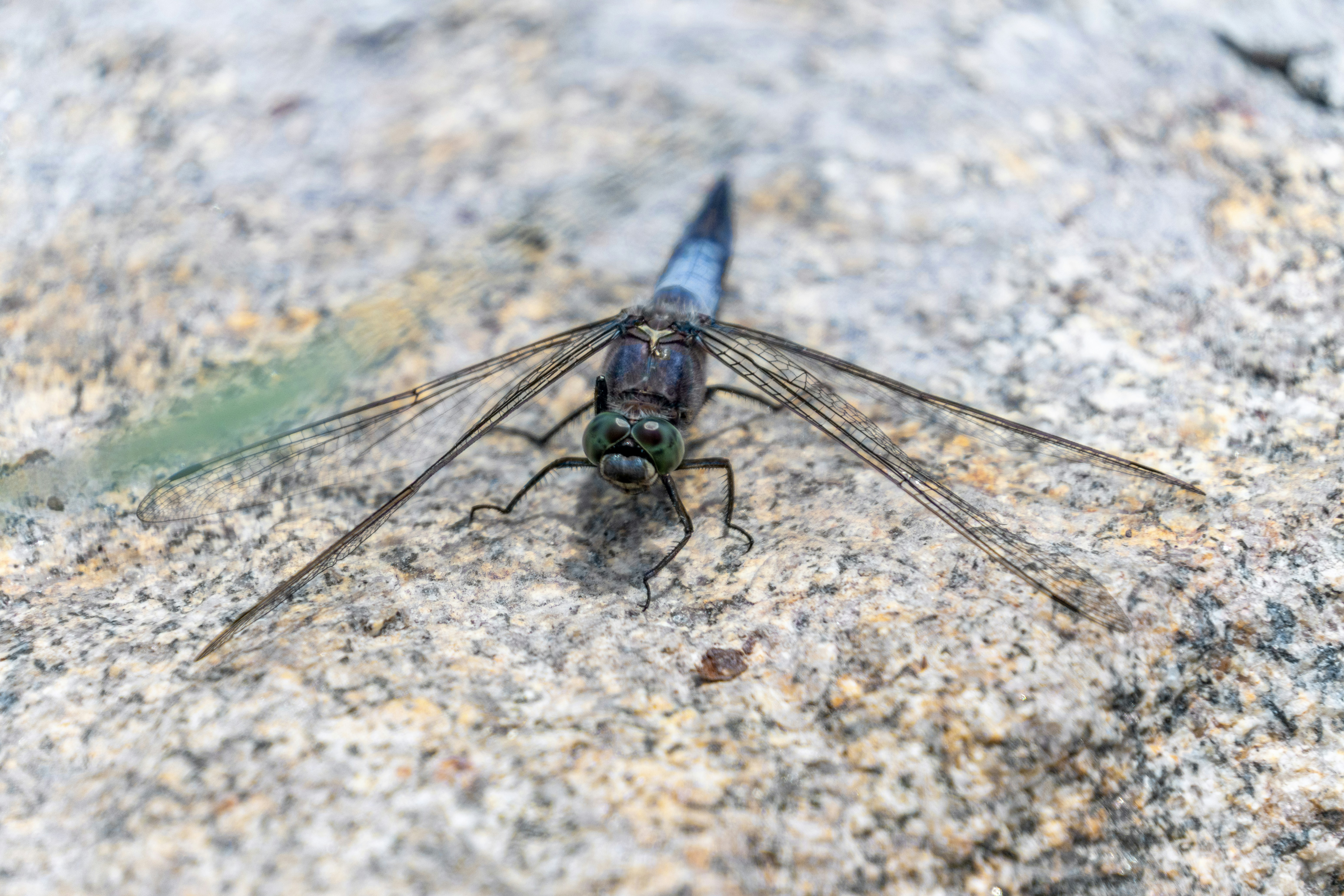 Midground Dragonfly Stretched Across a Sunlit Rock