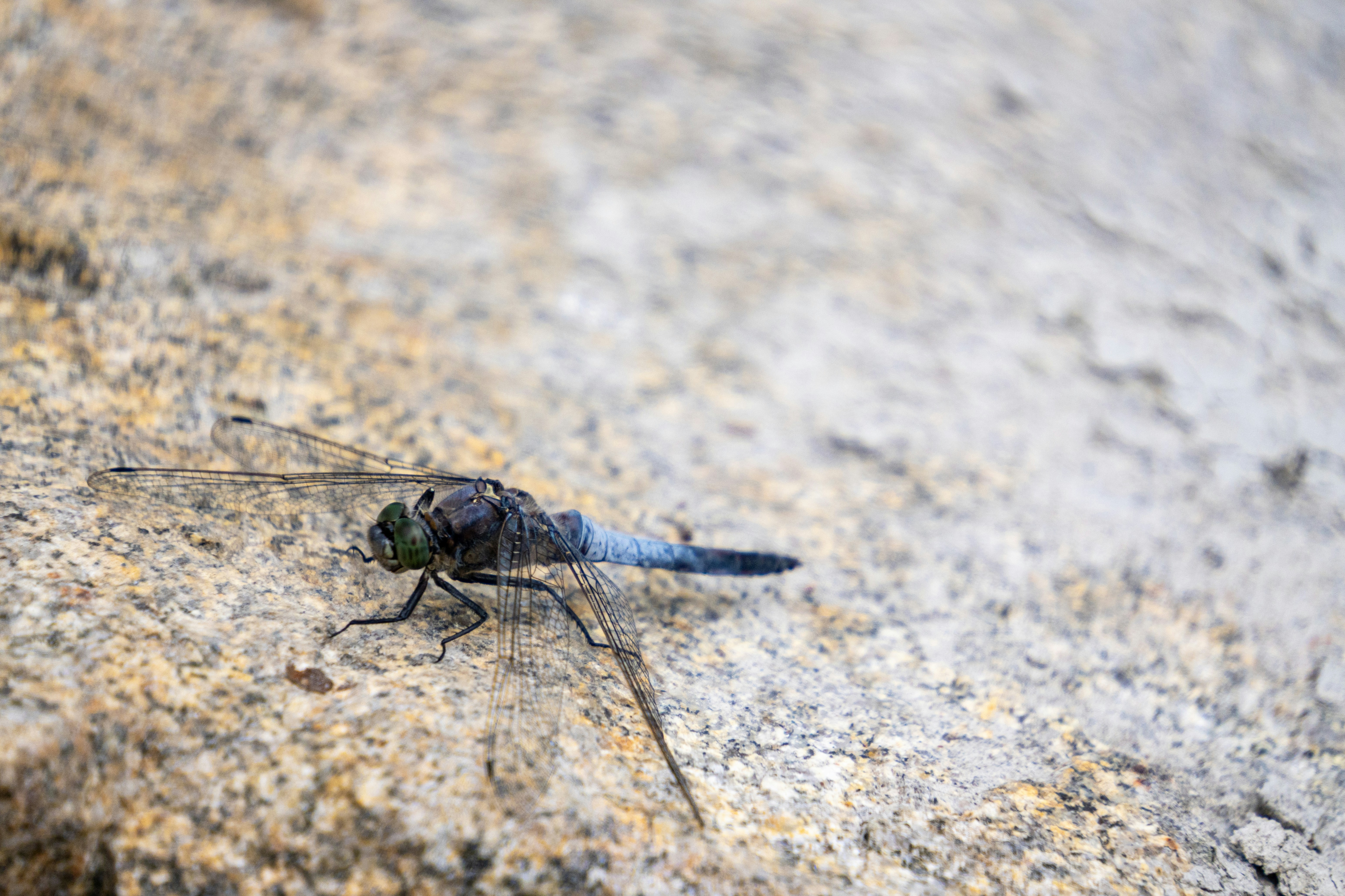 Azure-Tinted Dragonfly on Weathered Stone