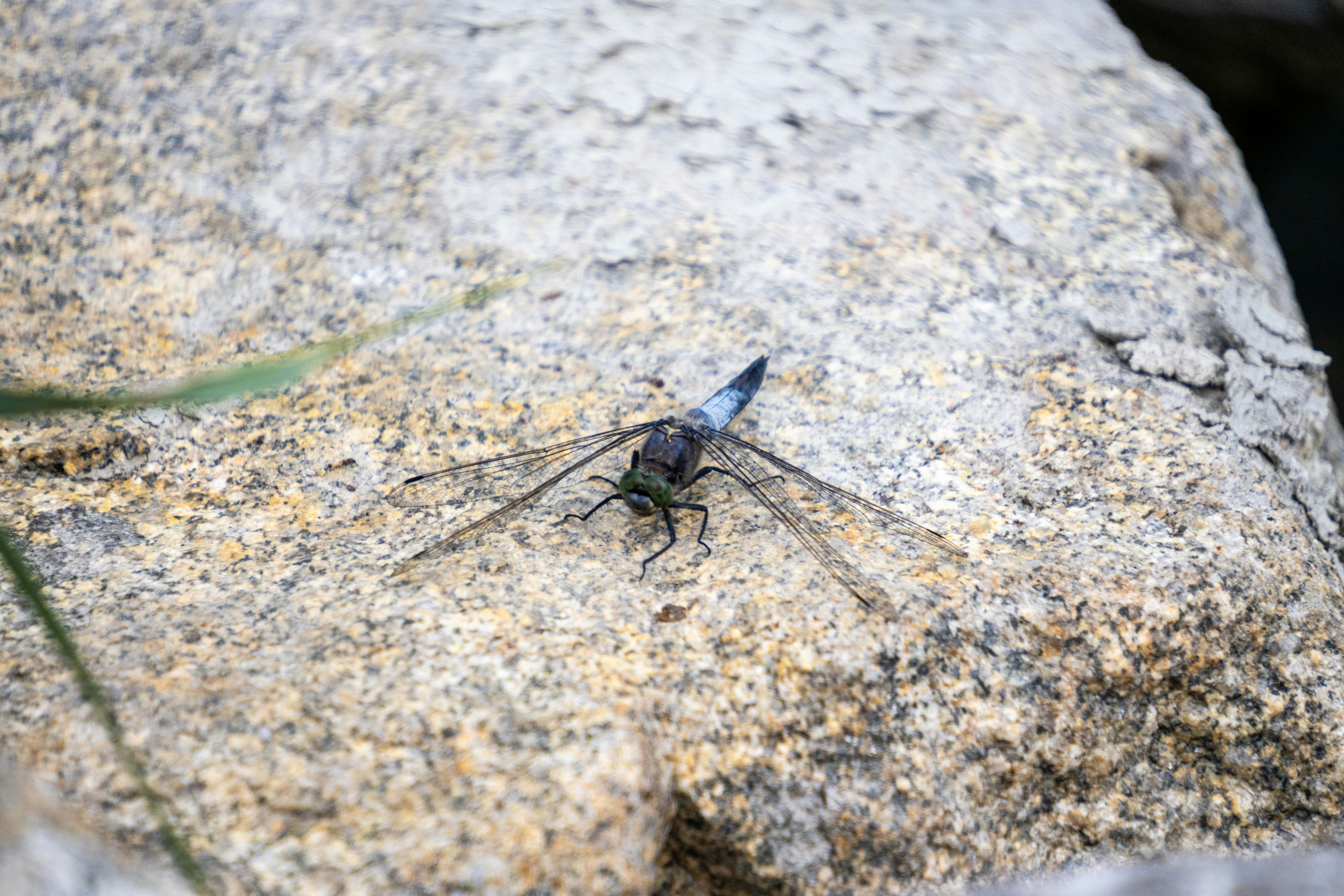 Dragonfly on granite: a miniature lifeline in stone