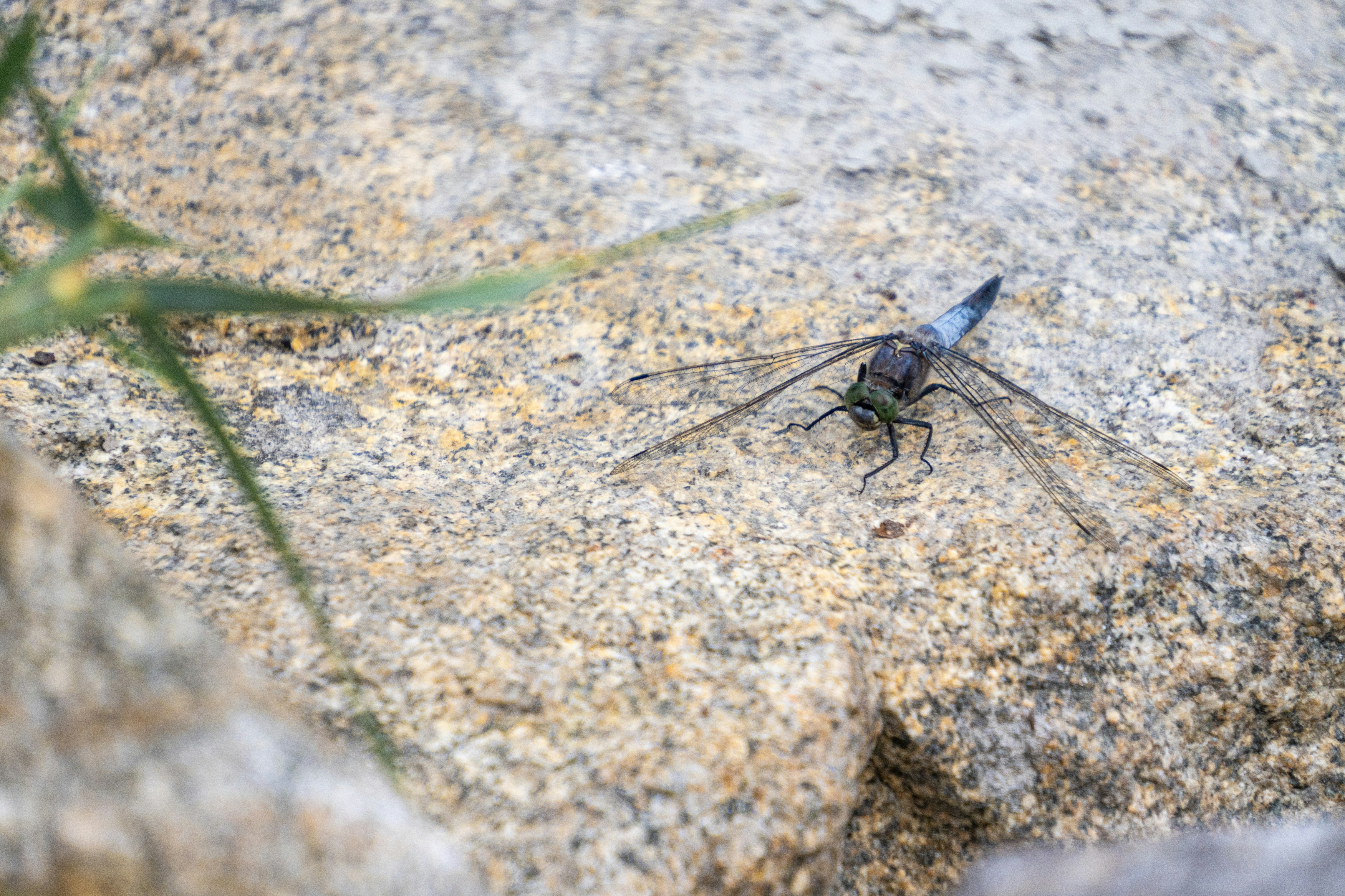 Dragonfly on weathered rock: a moment of delicate detail