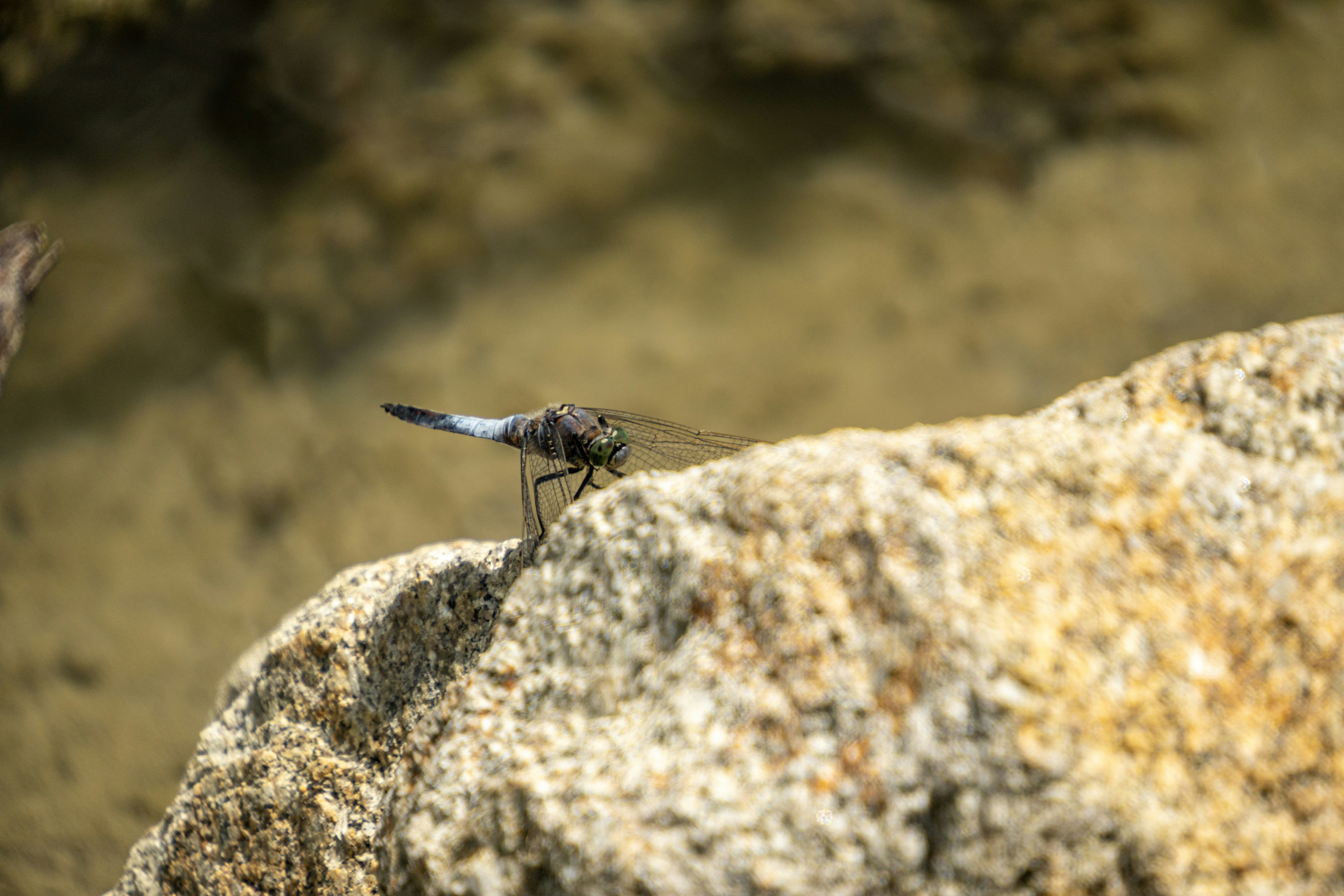 Dragonfly Sentinel on a sunlit rock