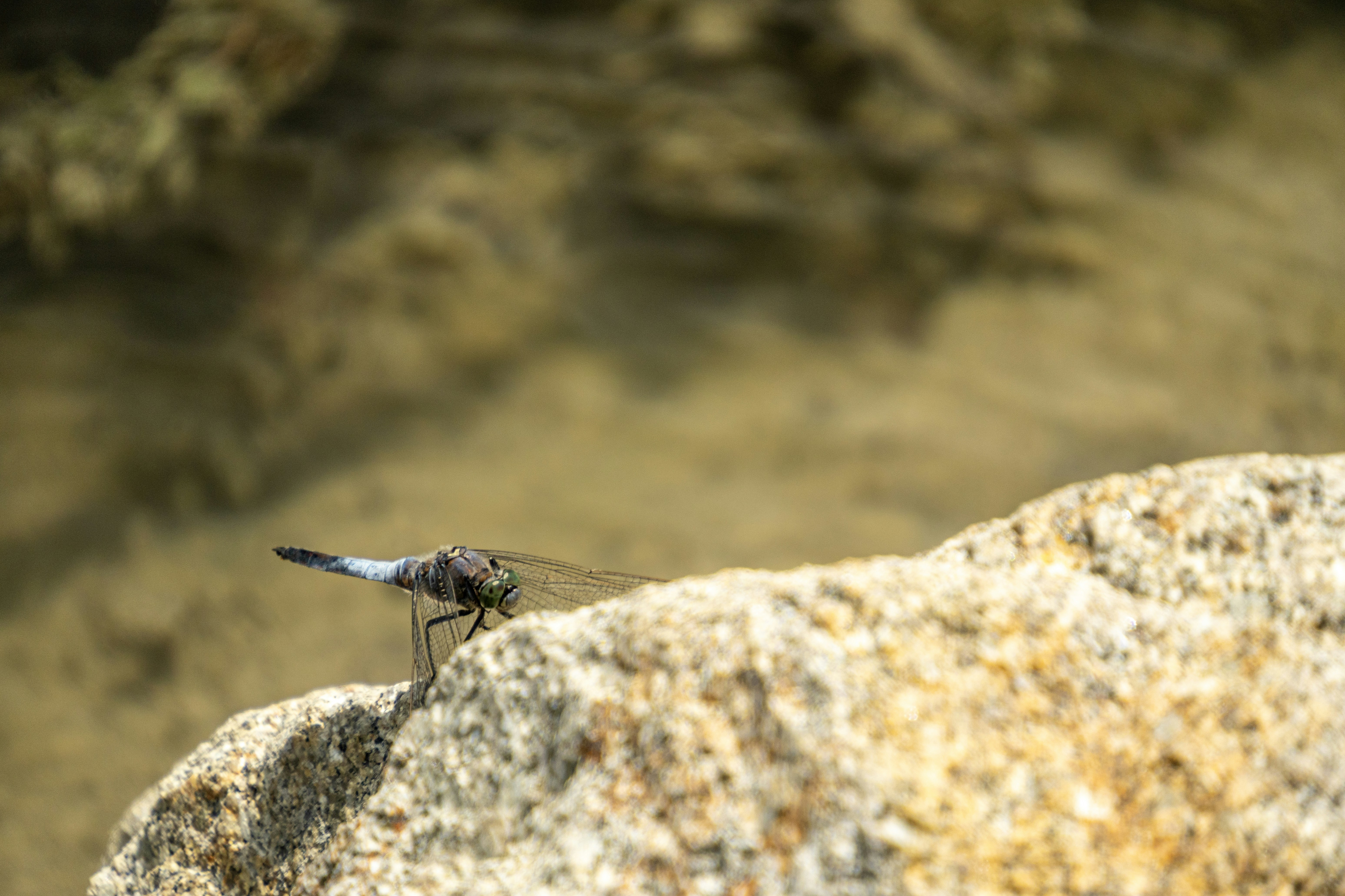 Dragonfly on a Sun-Warmed Rock