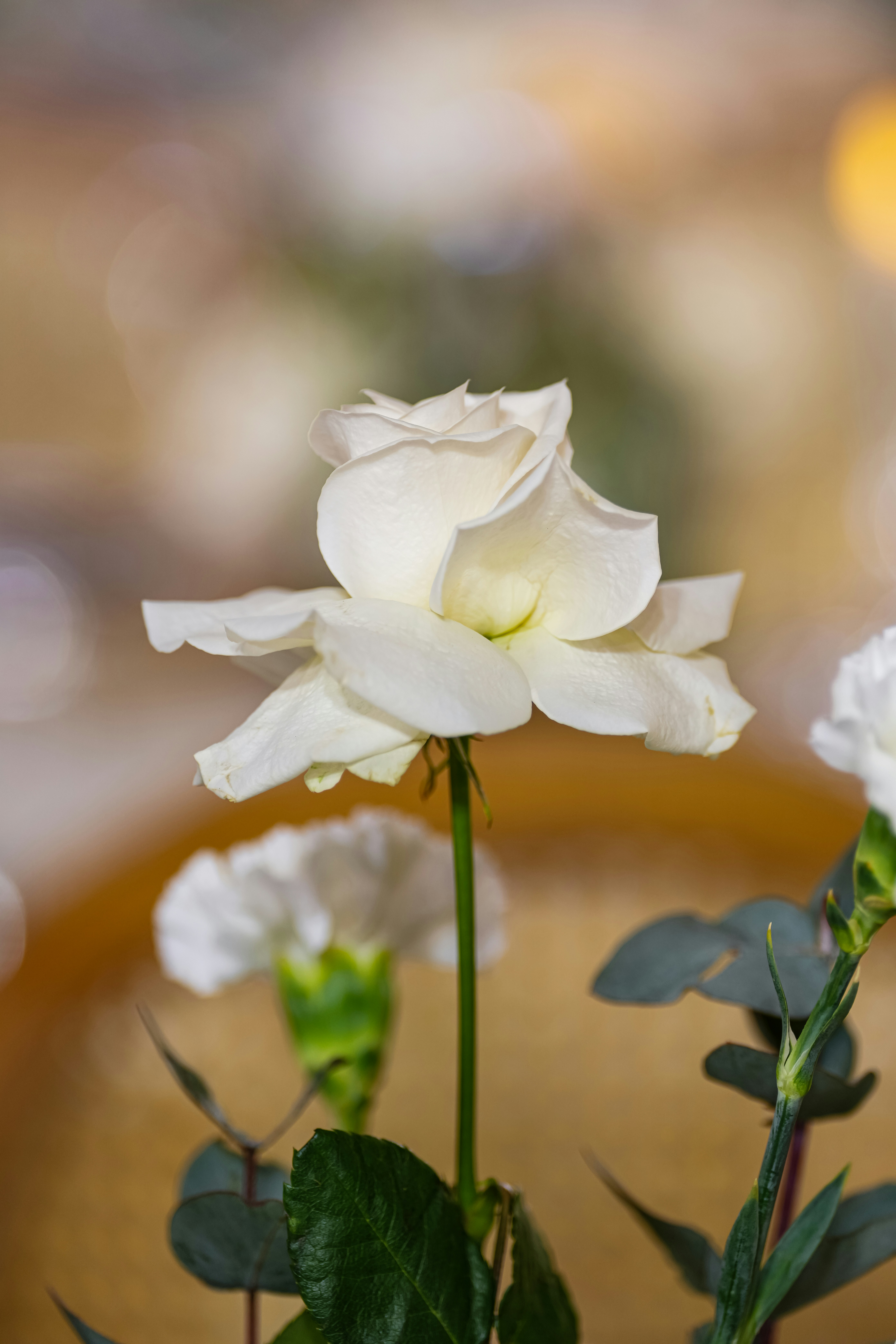 White Rose in Soft Focus Hallmark of Quiet Elegance