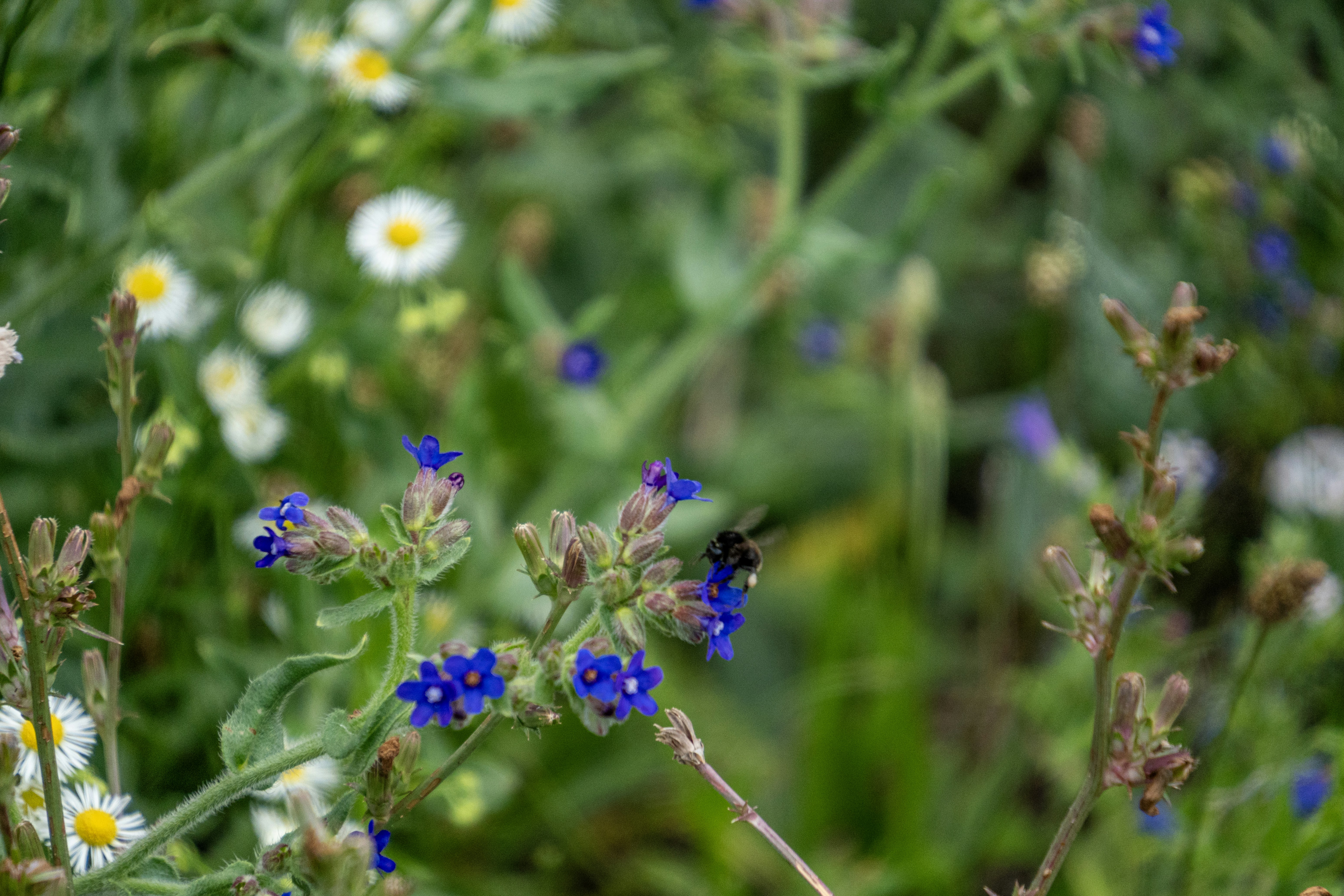 Blue Cornflowers Among White Daisies in a Sunlit Meadow