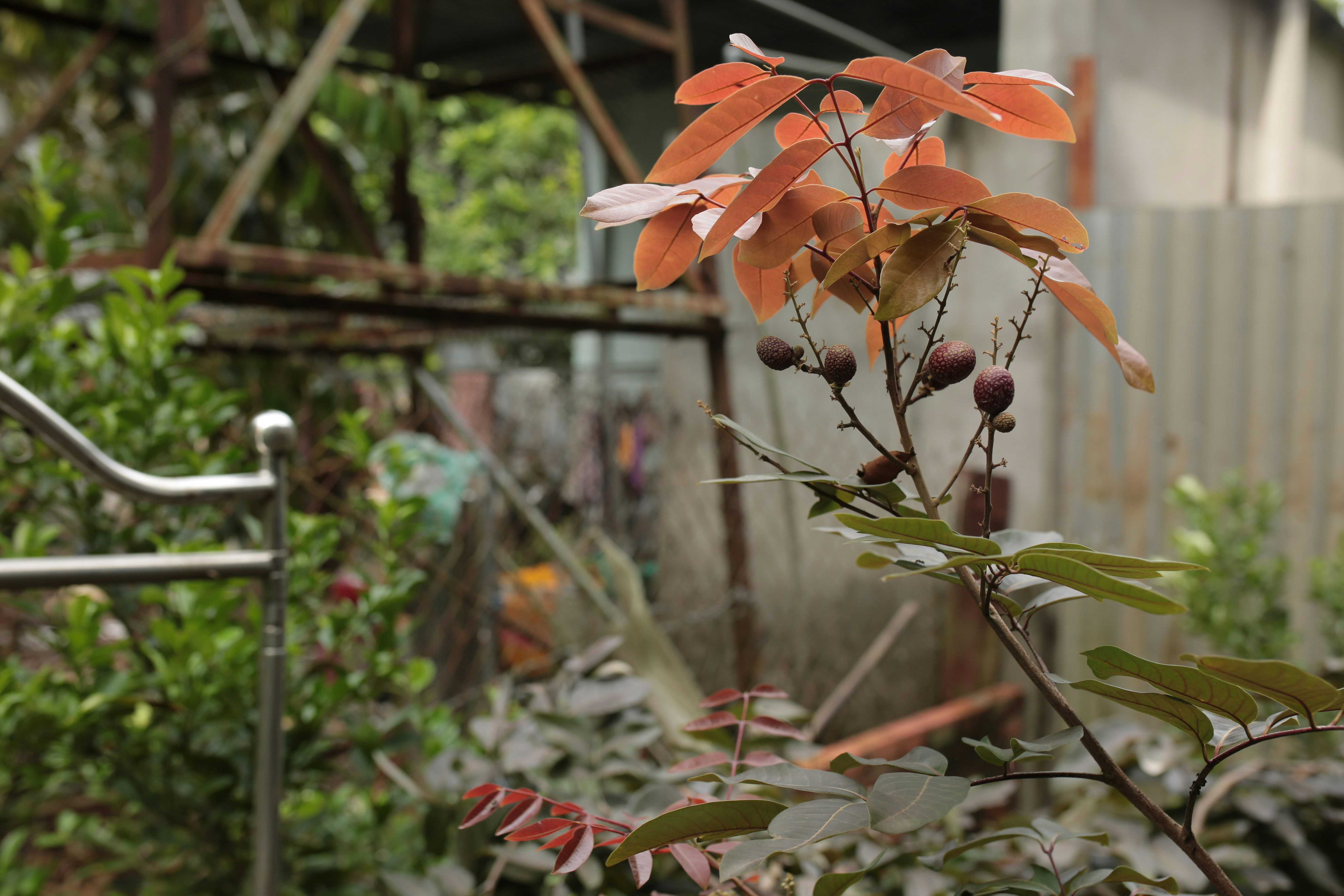 Close-up of a small branch with orange and red leaves in the foreground, a garden path and fence receding in the background; this appears to be a natural, outdoor scene with subtle depth.