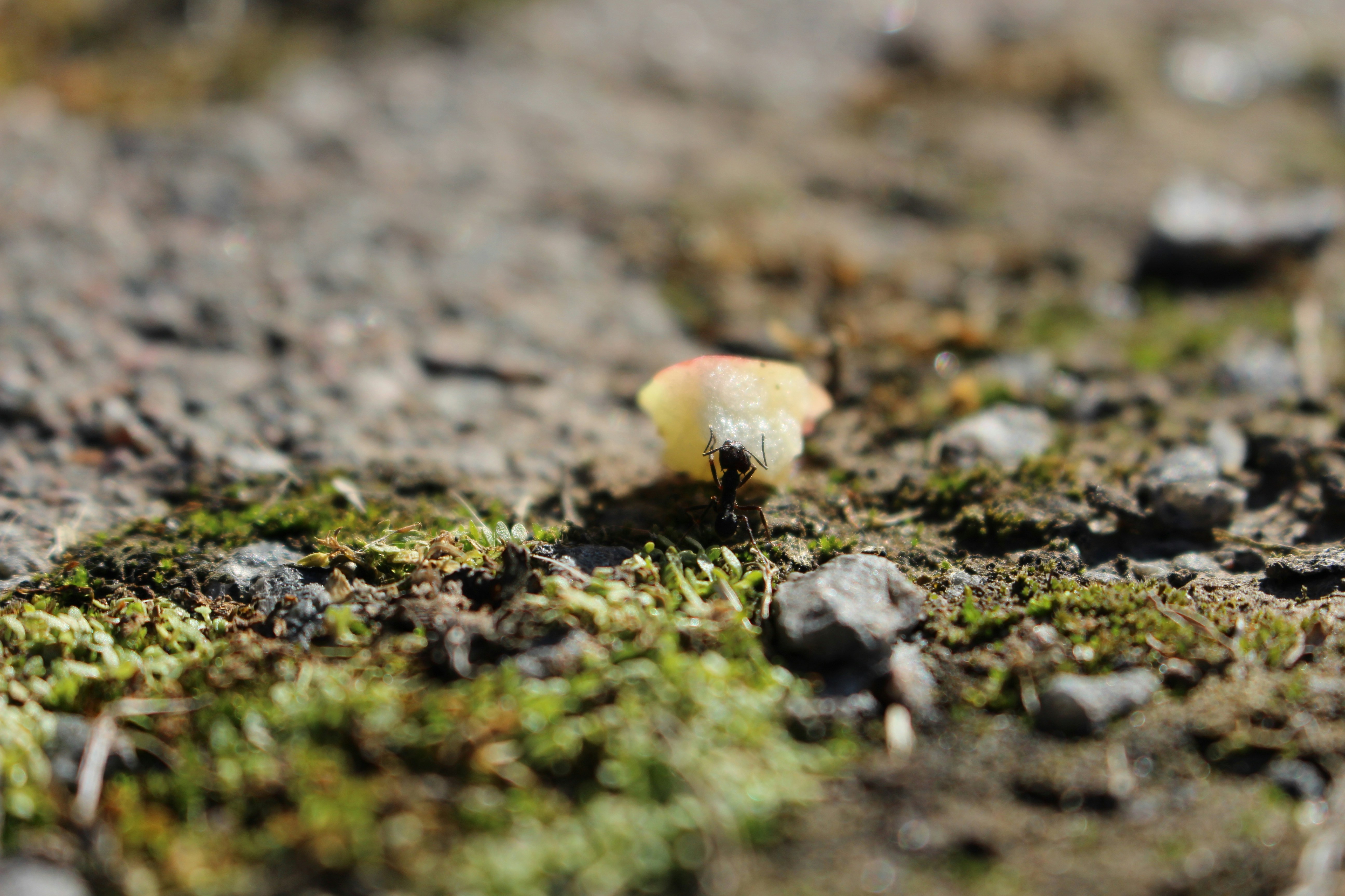 Tiny Fungus Crown on Mossy Ground