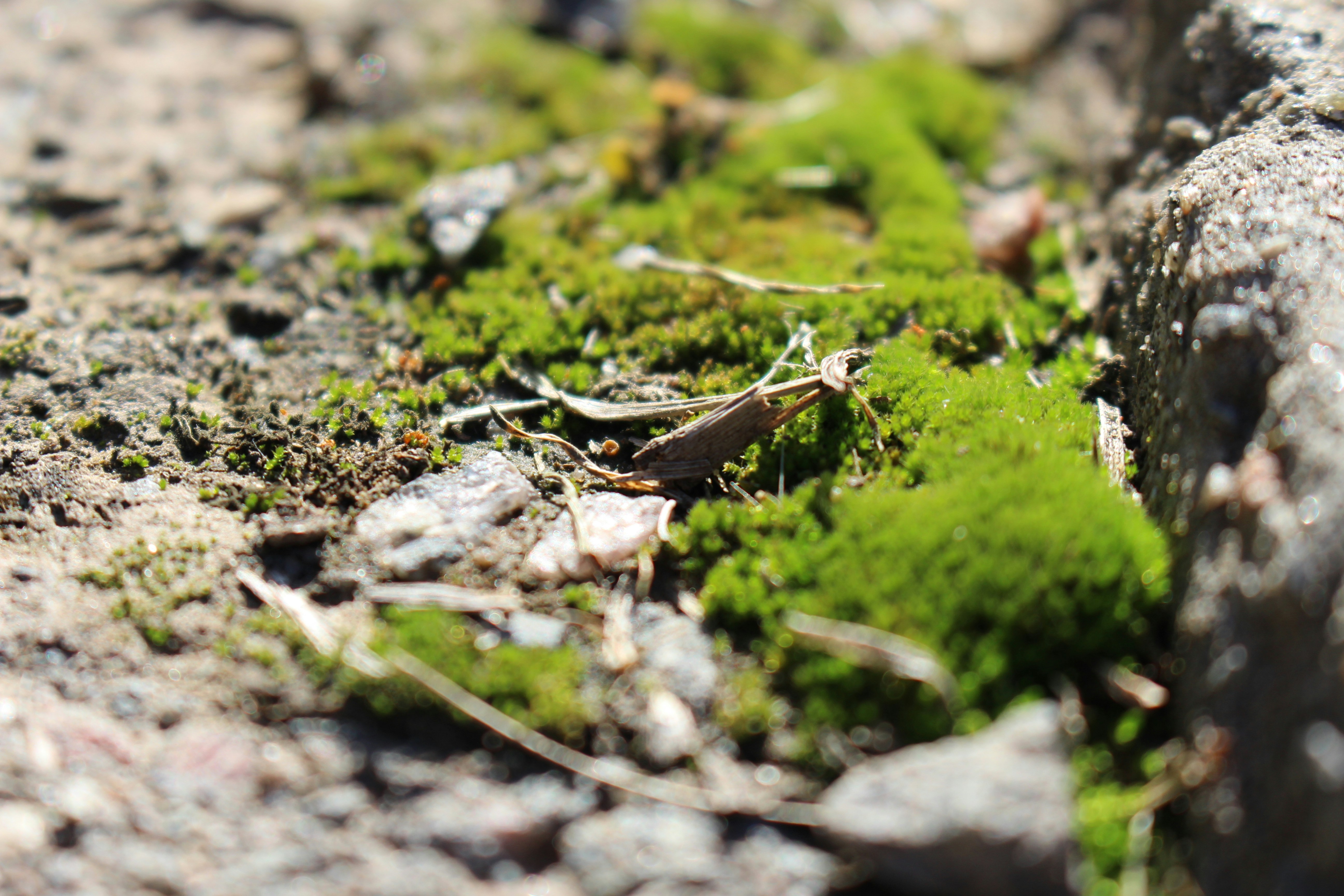 Close-up of green moss and small debris along a rocky ground, capturing texture and shallow depth of field.