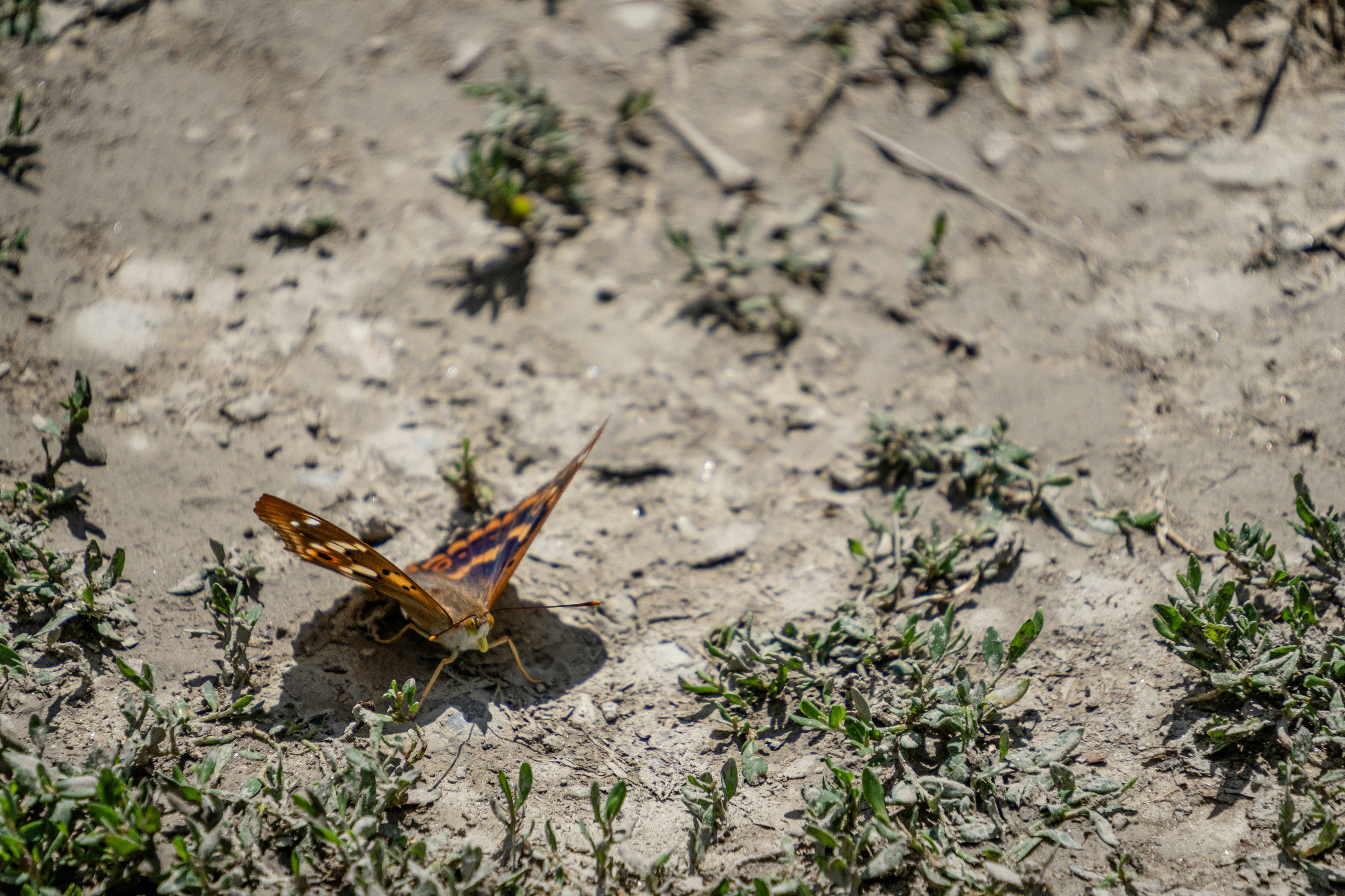 Grounded Monarch: a lone butterfly on sunlit soil