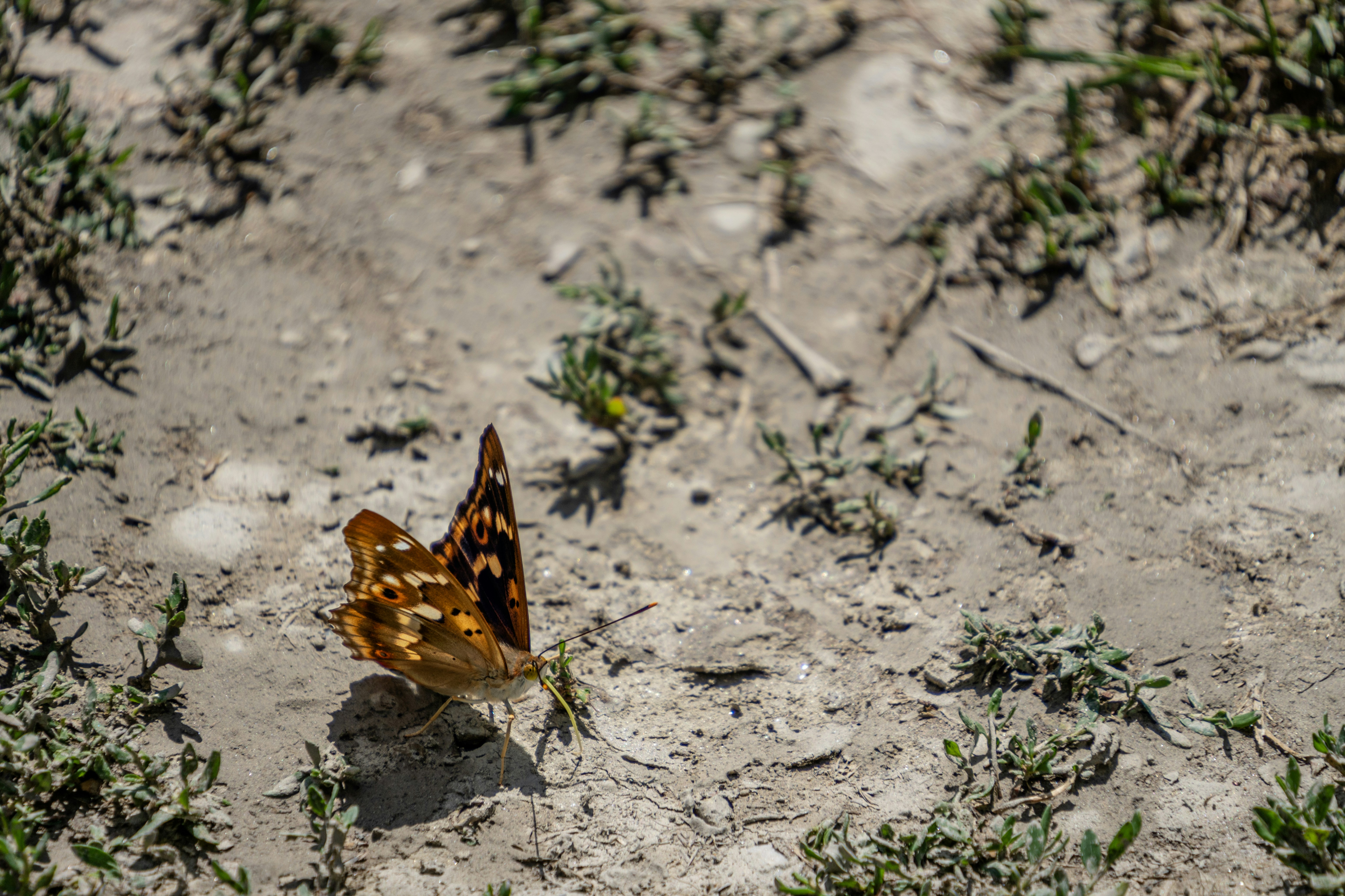 Ground-level Gossamer: A Small Butterfly on Dusty Terrain