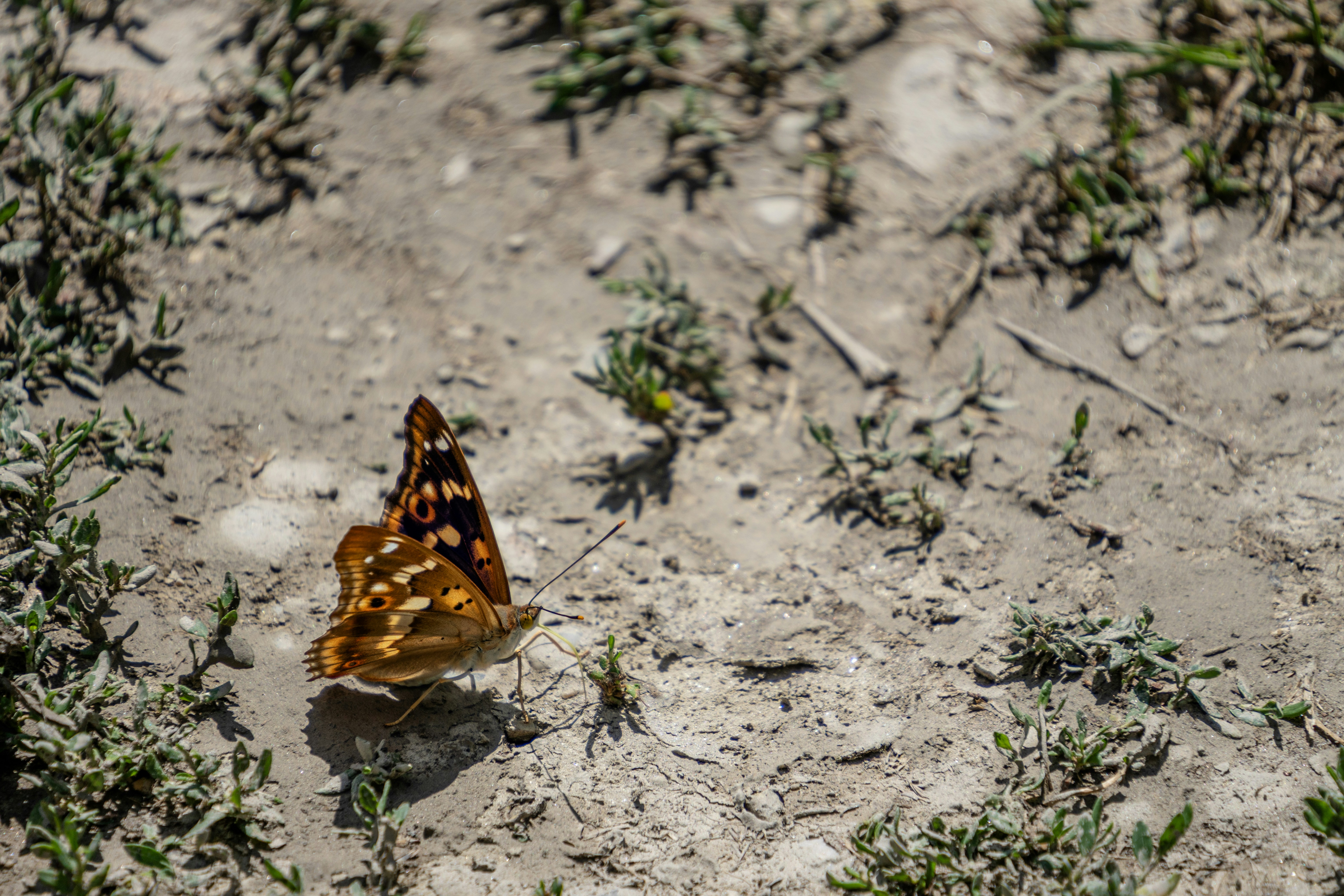 Grounded Wings: a butterfly rests amid sparse soil and sprigs