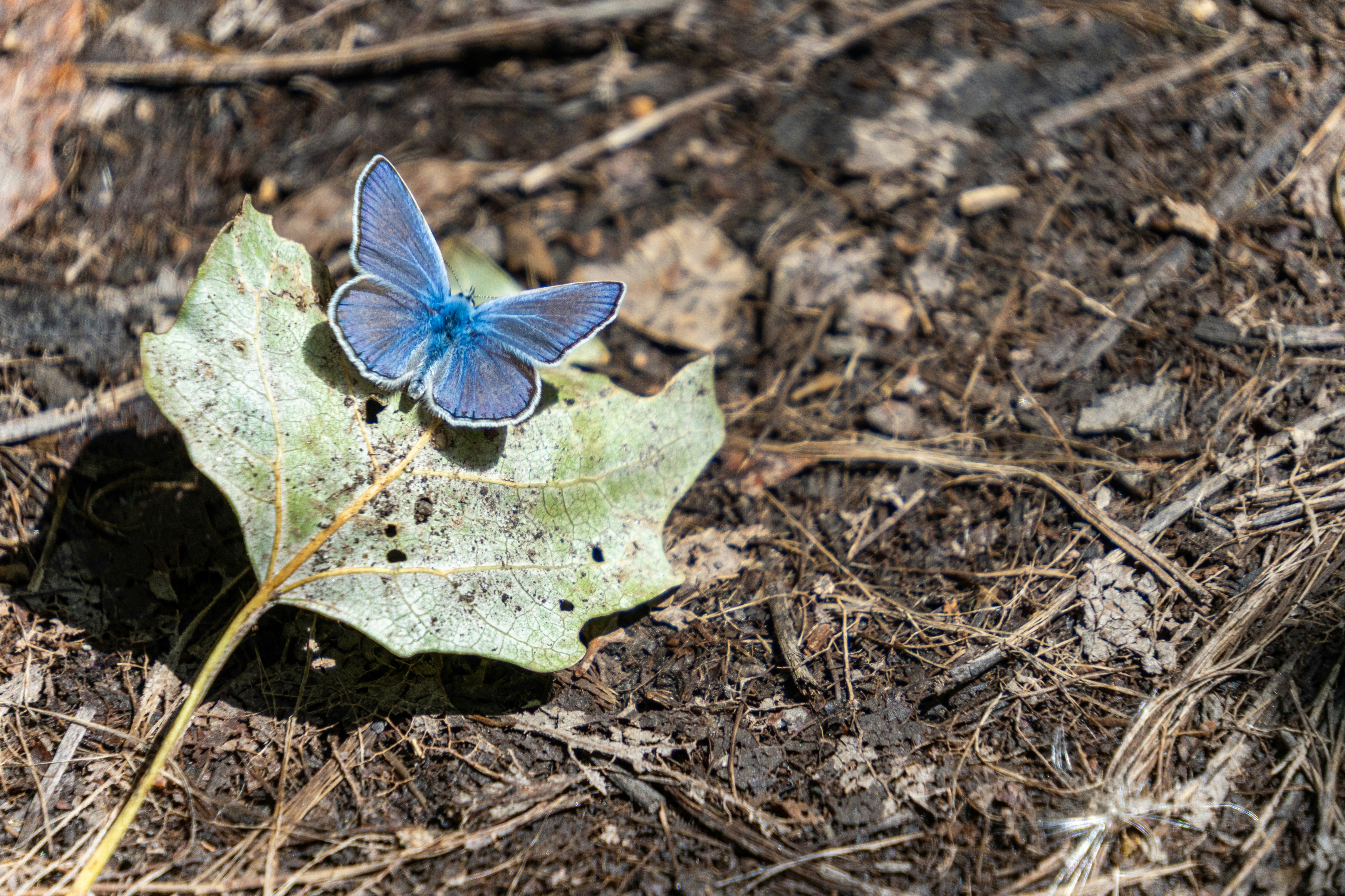 Azure Wanderer Resting on a Withered Leaf