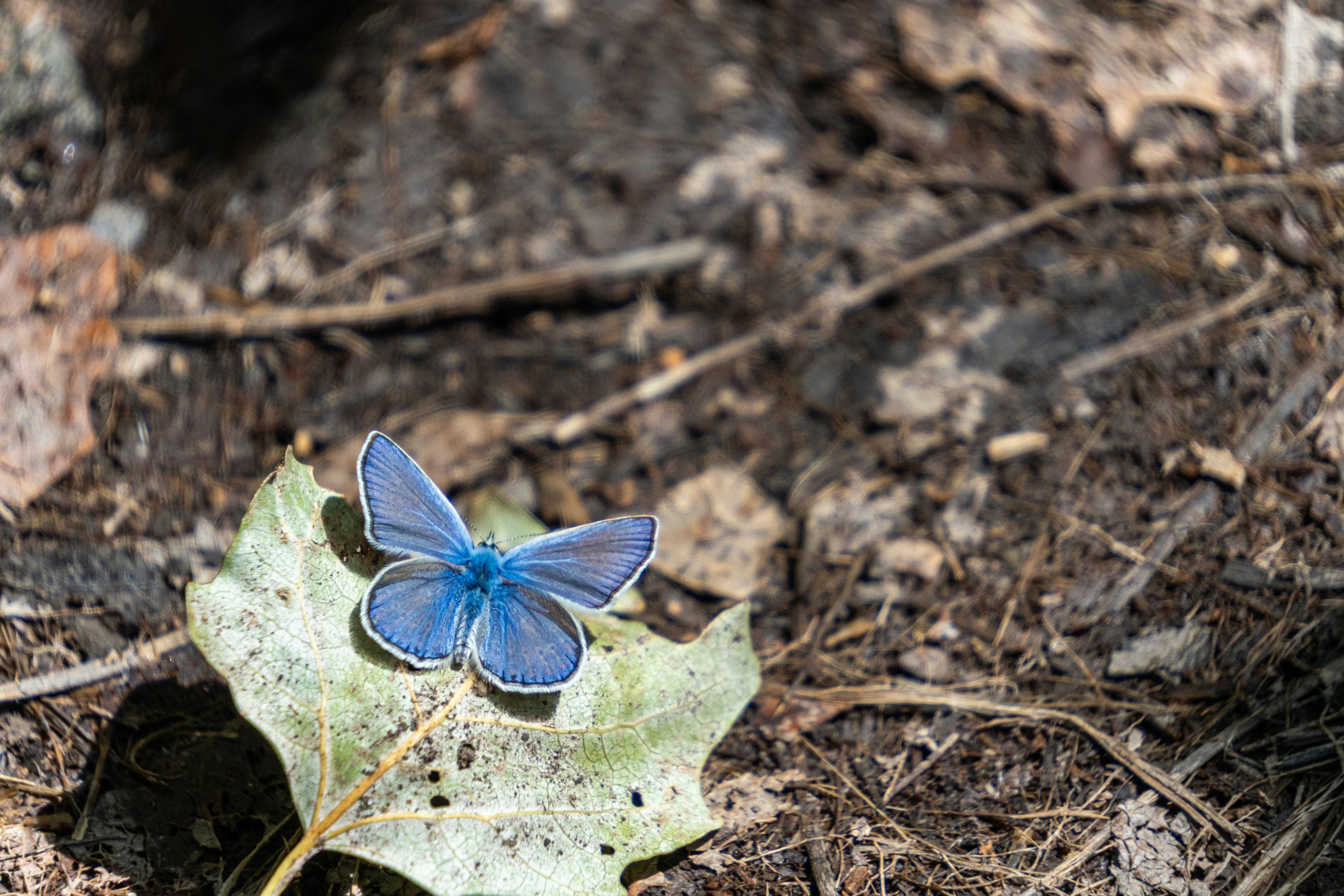 Azure Silk on Fallen Leaf: a Blue Morpho rests amid forest floor